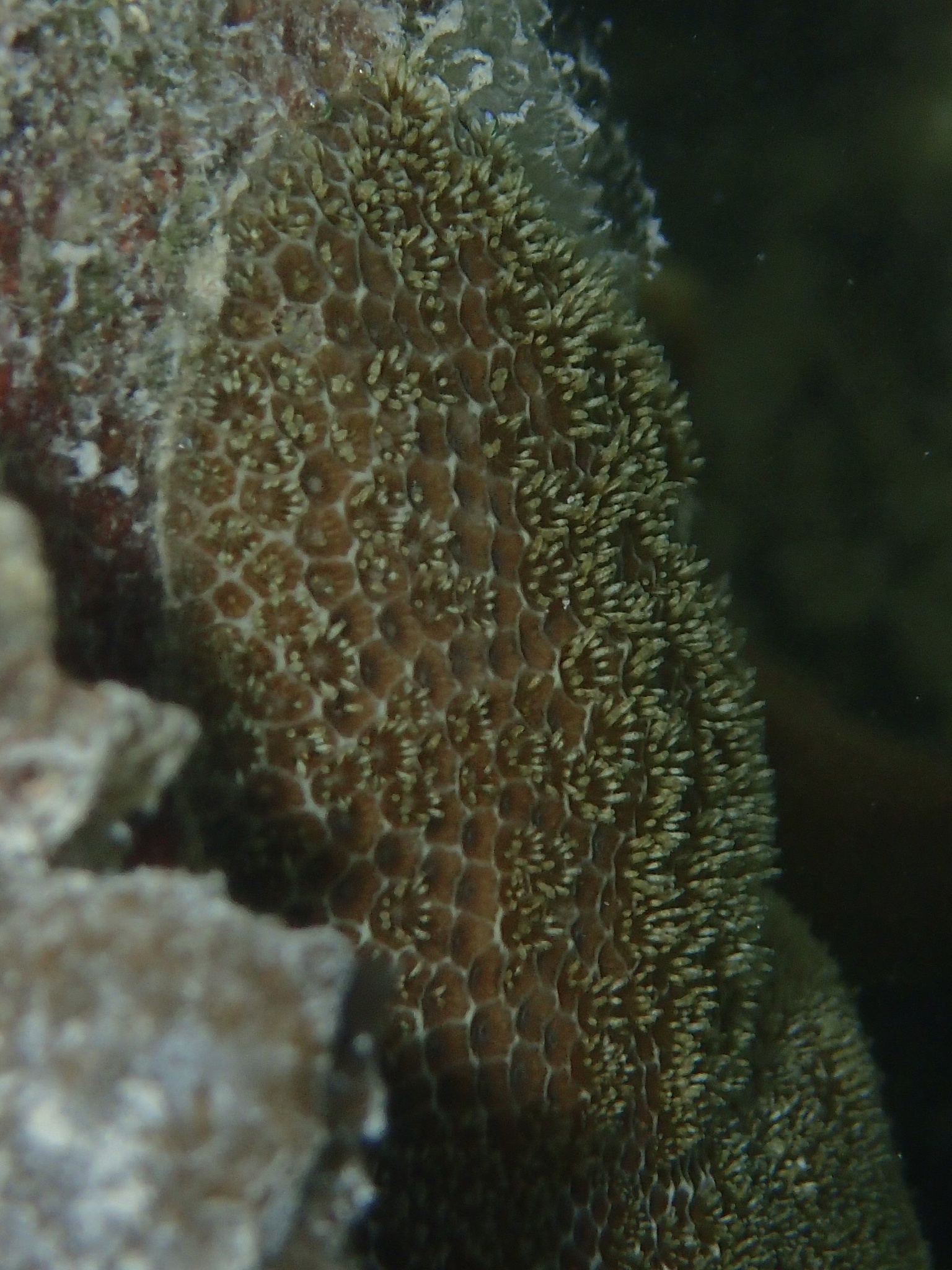 Scleractinia