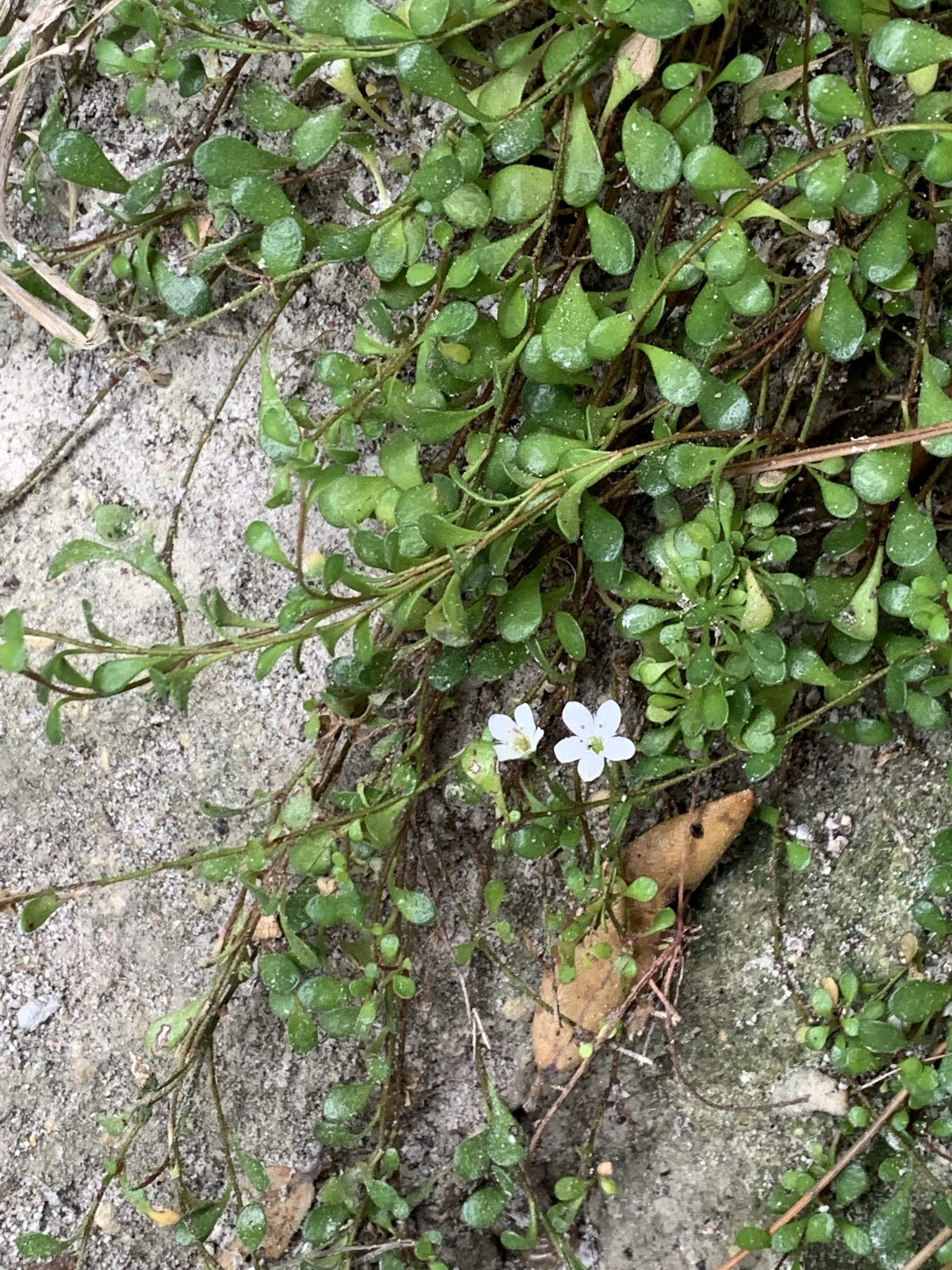 Samolus repens (J.R. & G.Forst.) Pers.
