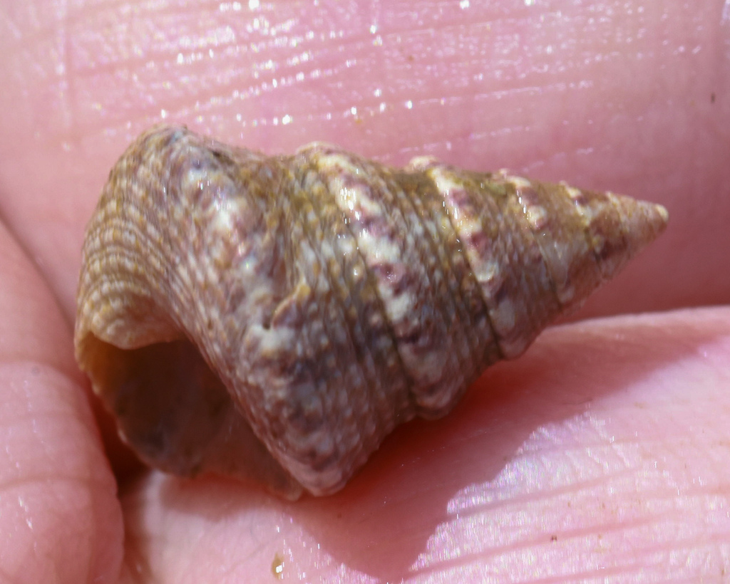 Spotted strawberry top shell from Brisbane QLD, Australia on January 04 ...