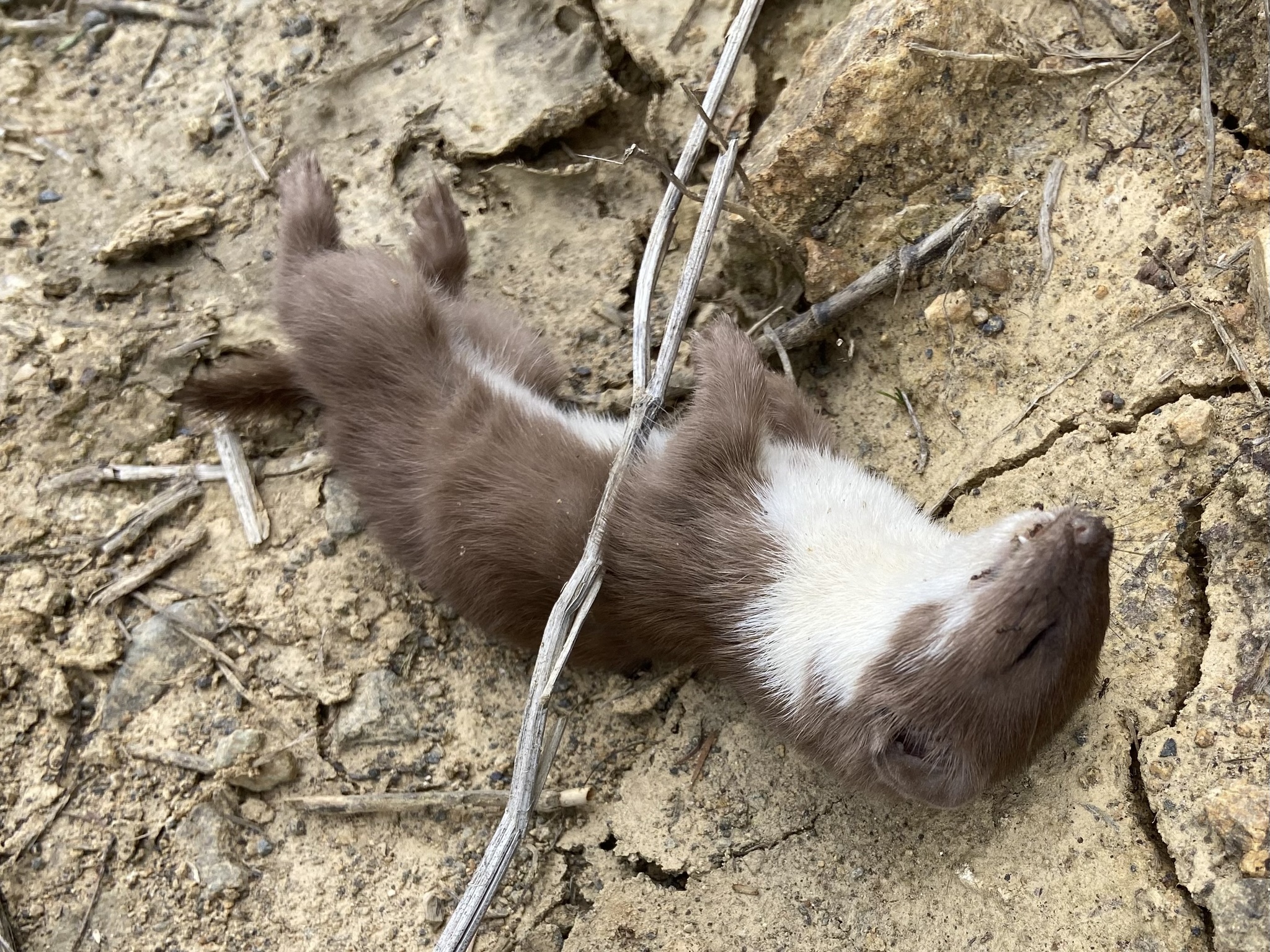 Mustela Linnaeus, 1758