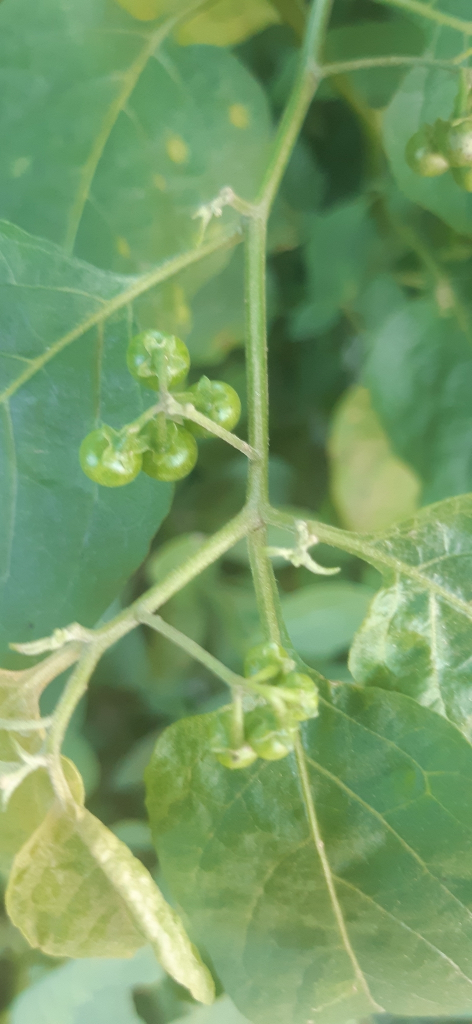 Solanum americanum Mill.