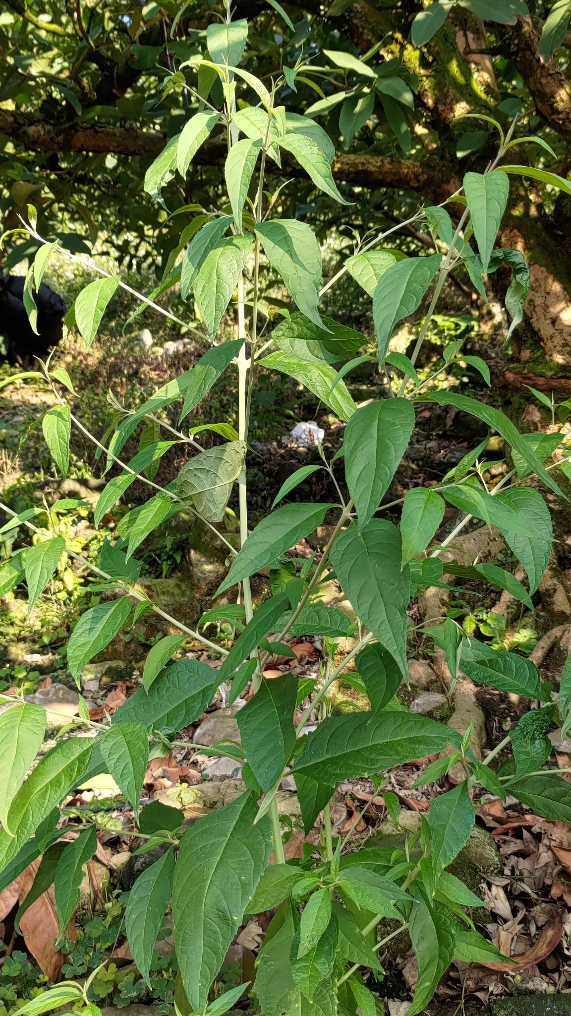 Buddleja asiatica Lour.