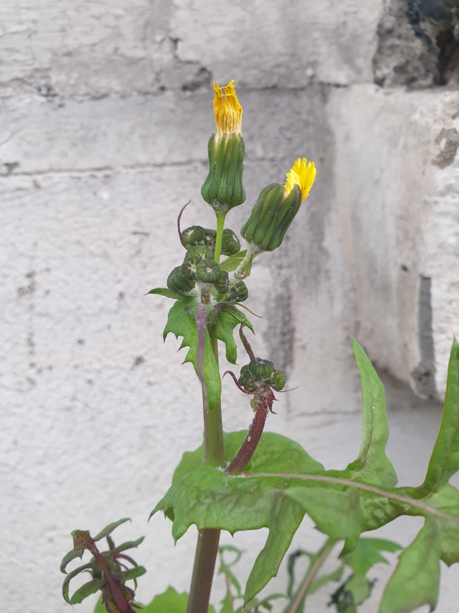 Sonchus oleraceus L.