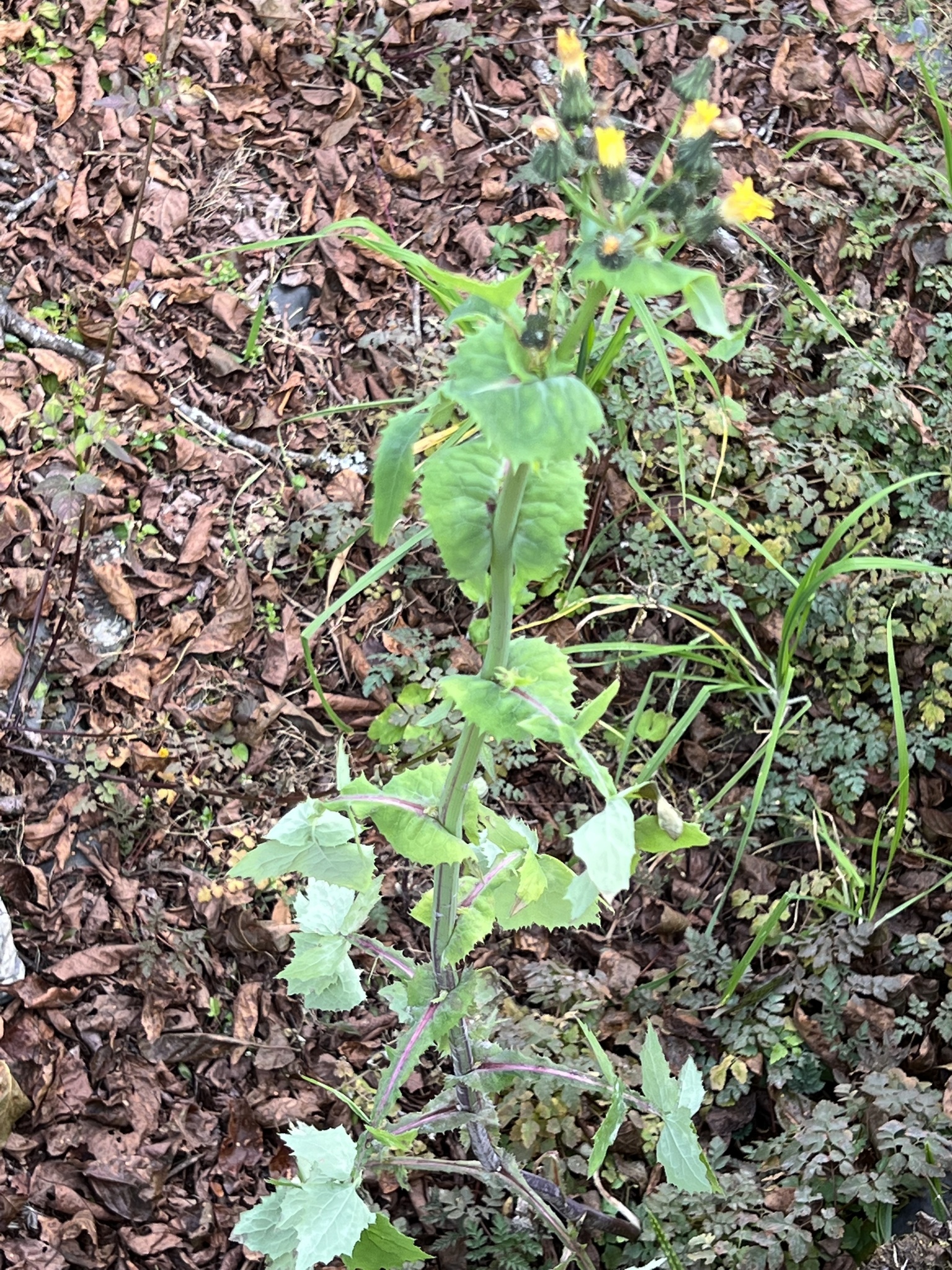 Sonchus oleraceus L.