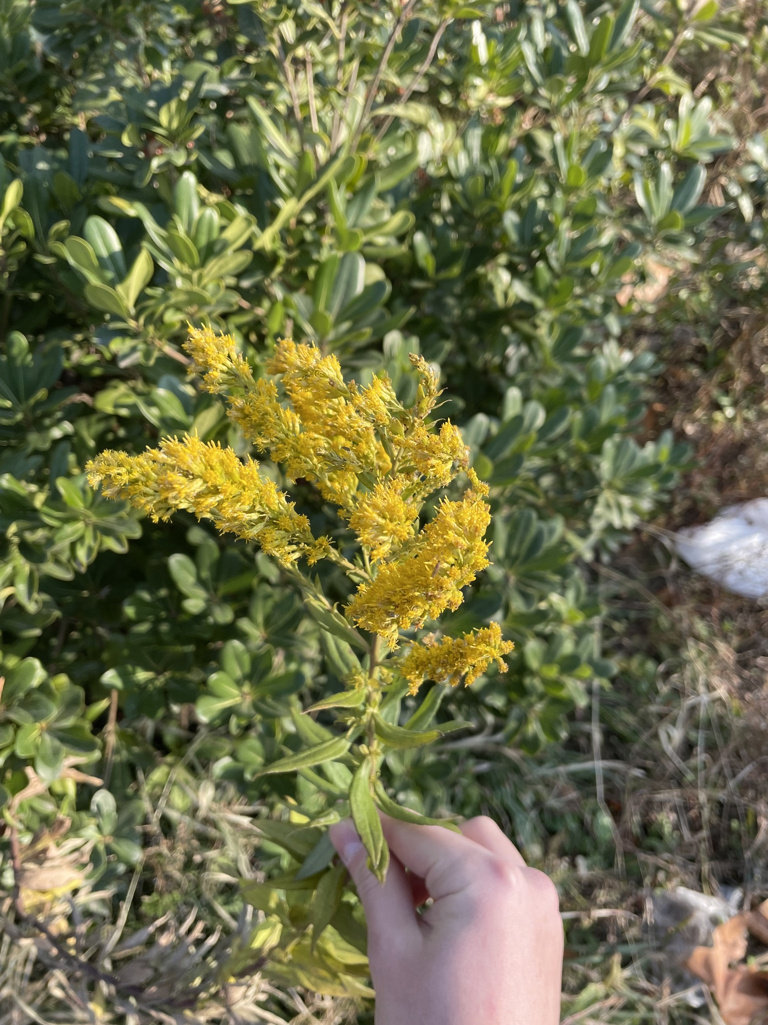 Solidago canadensis L.