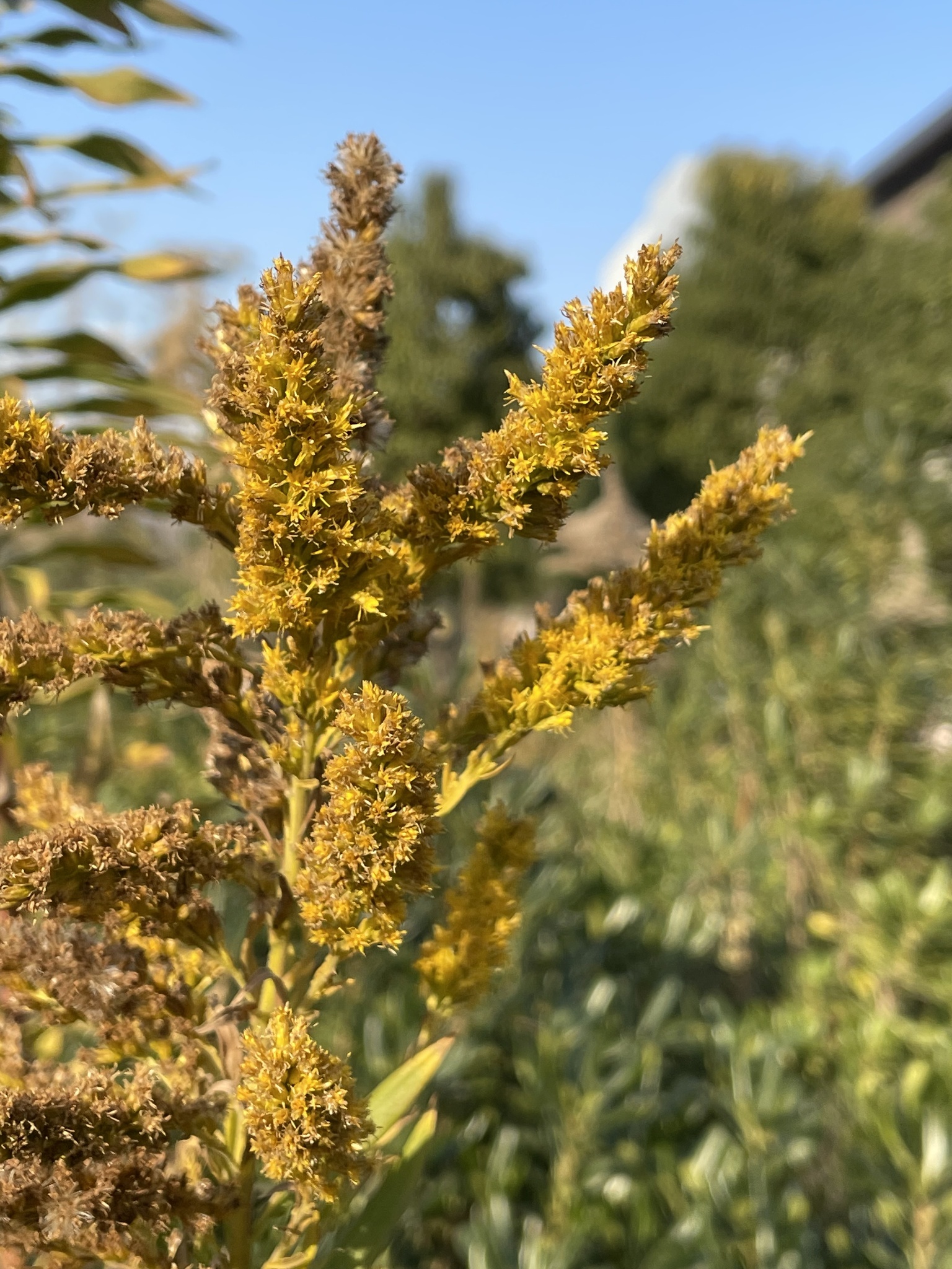 Solidago canadensis L.