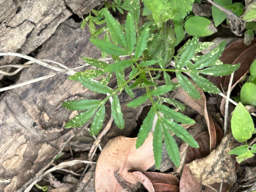 wild marigold from Northwall Rd, North Shore, NSW, AU on January 04 ...