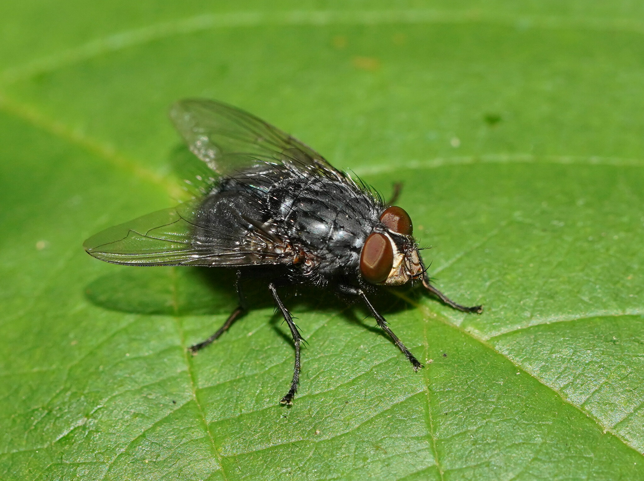 Calliphoridae