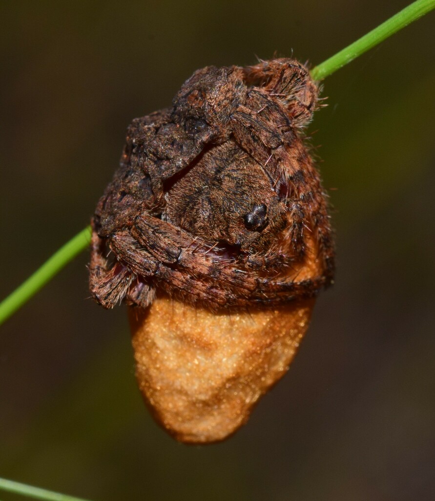 Wrap-around Spiders from Crinigan Road Bushland Reserve, Morwell VIC ...