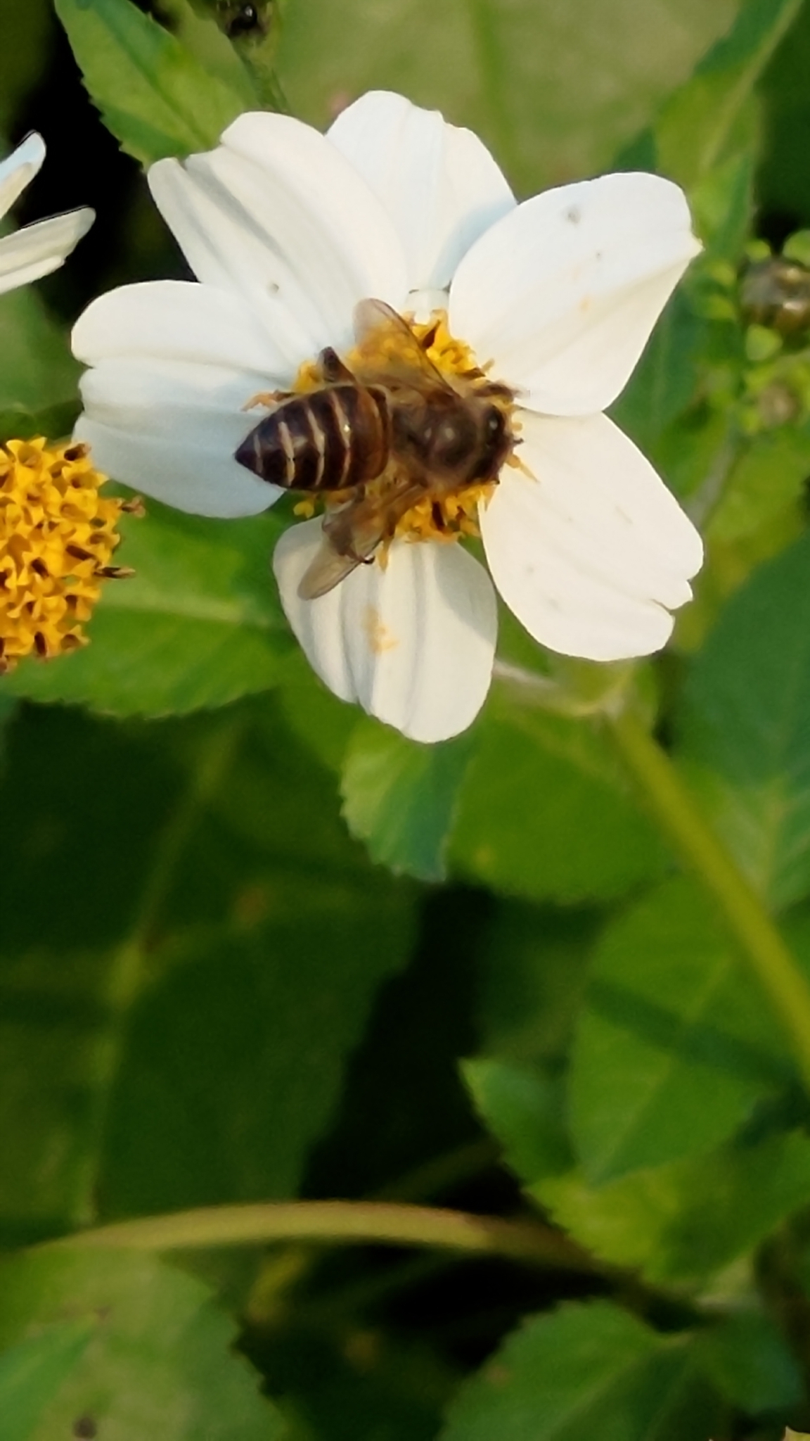 Apis cerana Fabricius, 1793