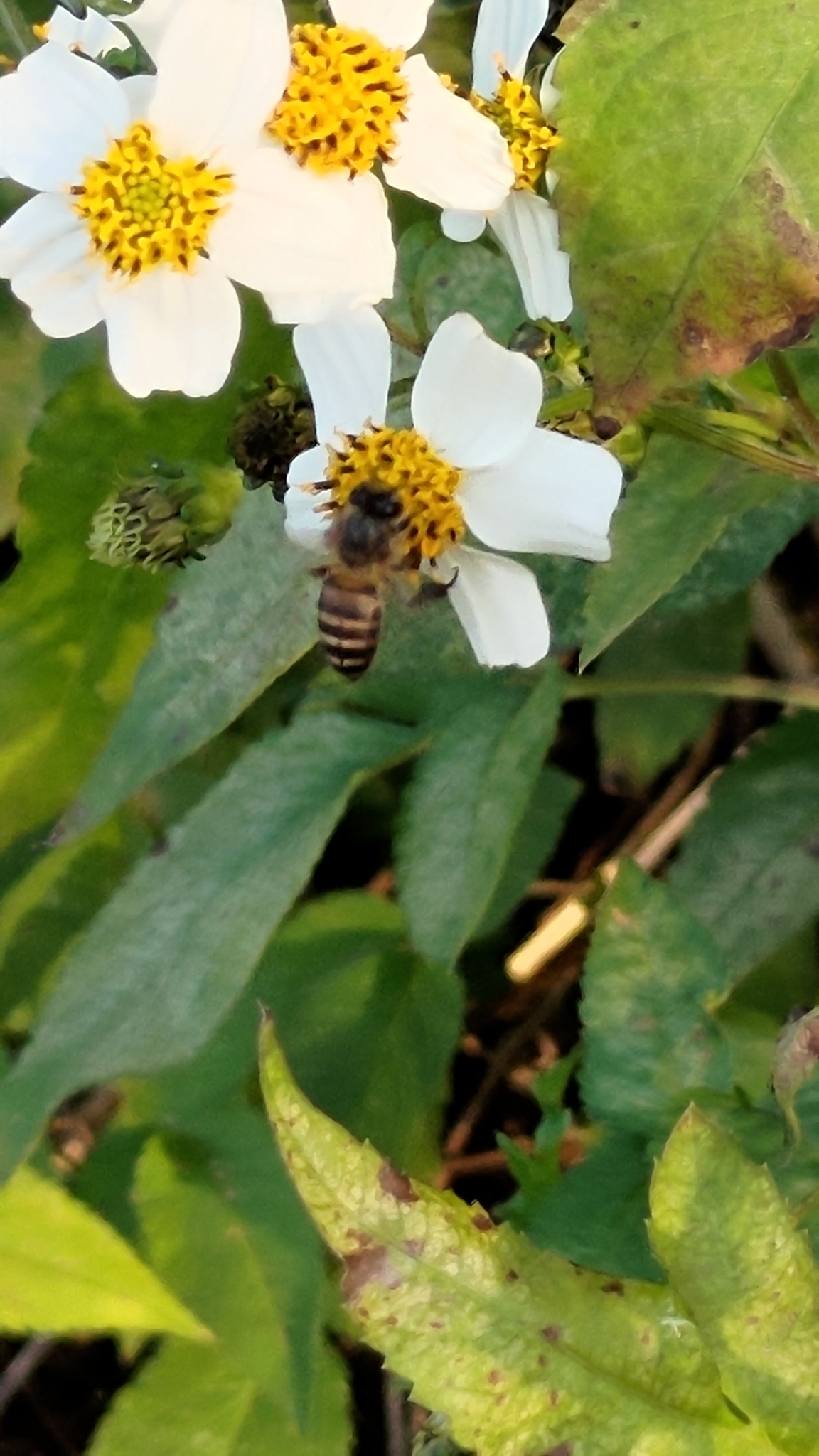 Apis cerana Fabricius, 1793