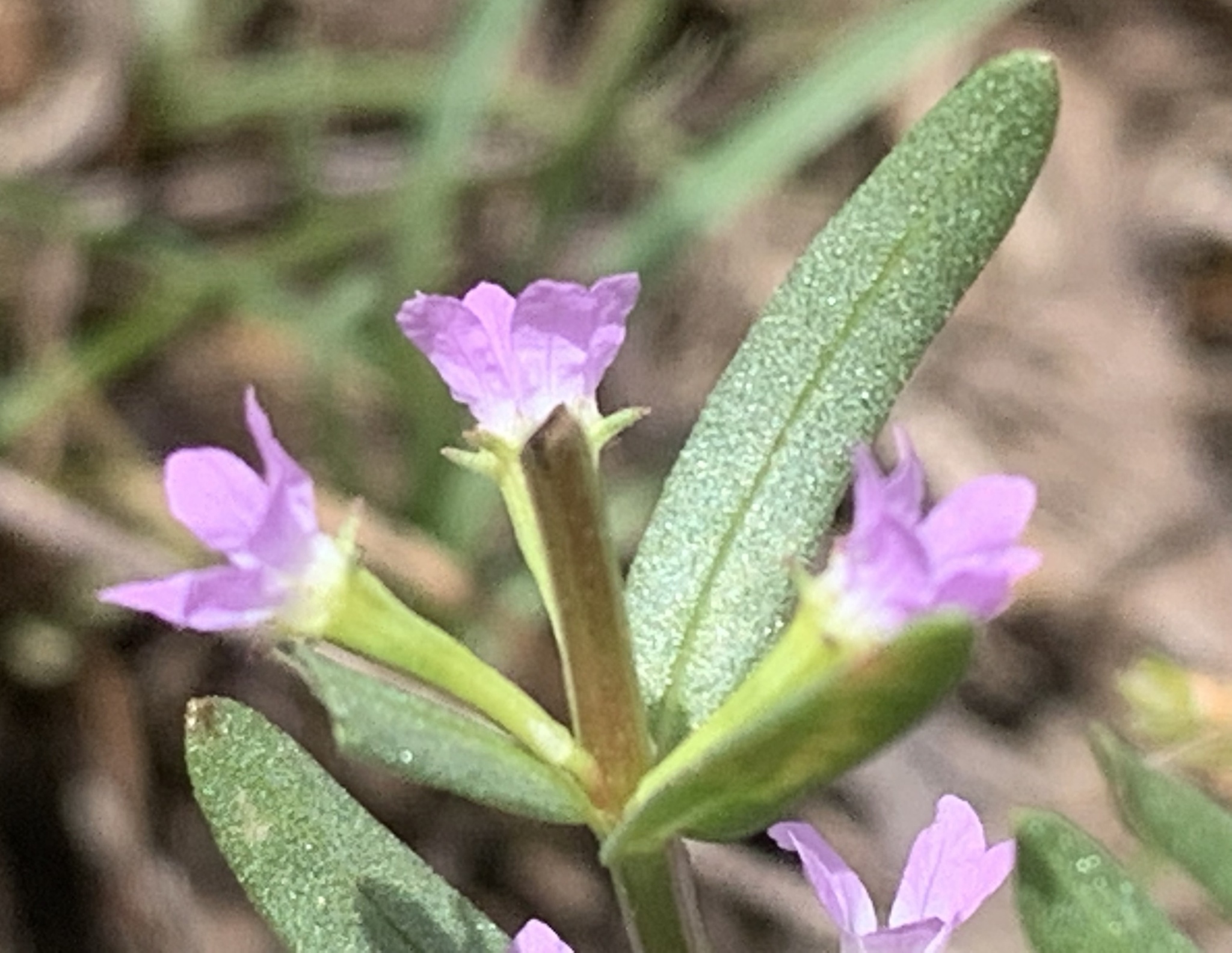 Lythrum hyssopifolia L.