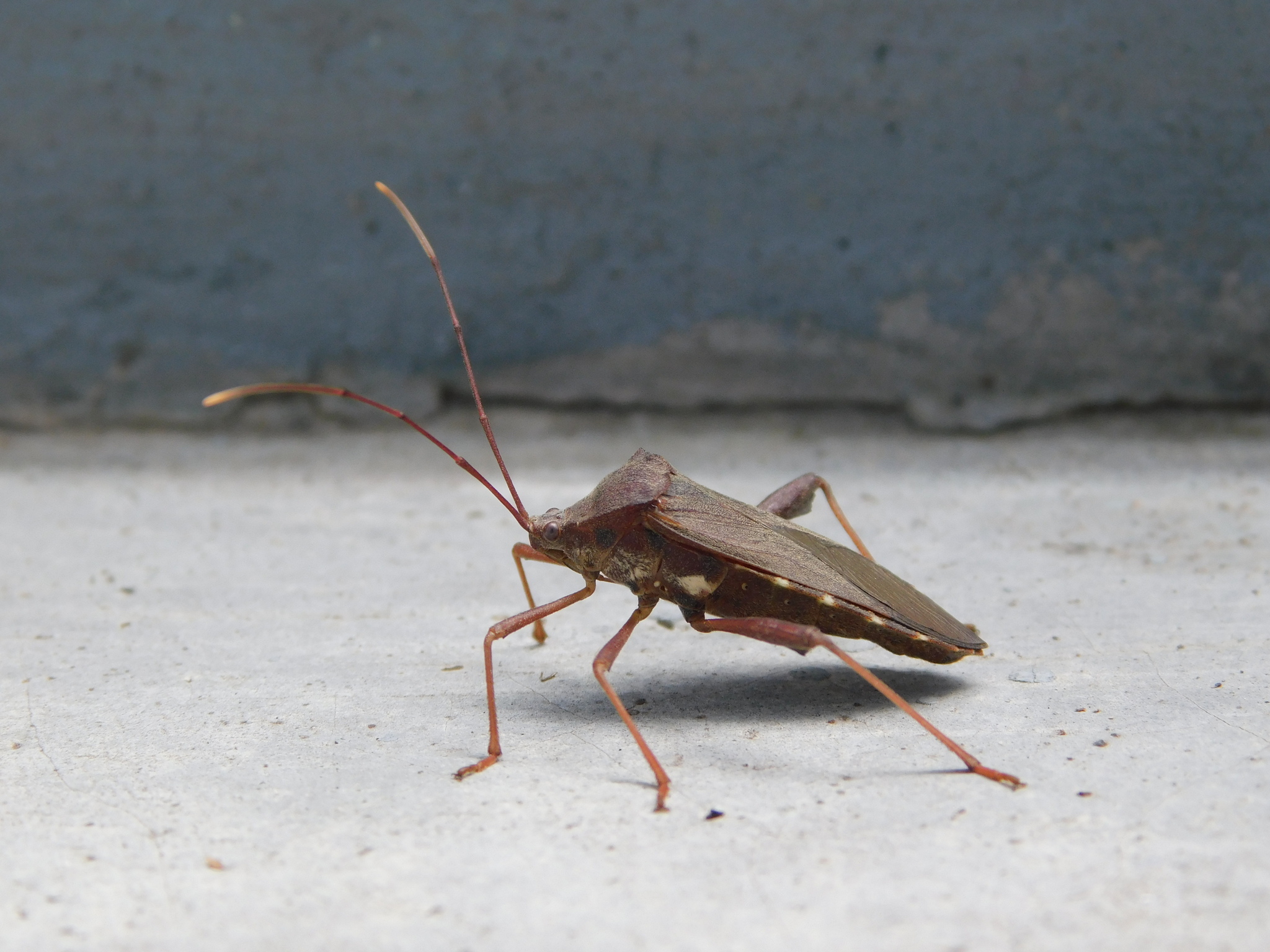 Mictis longicornis Westwood, 1842