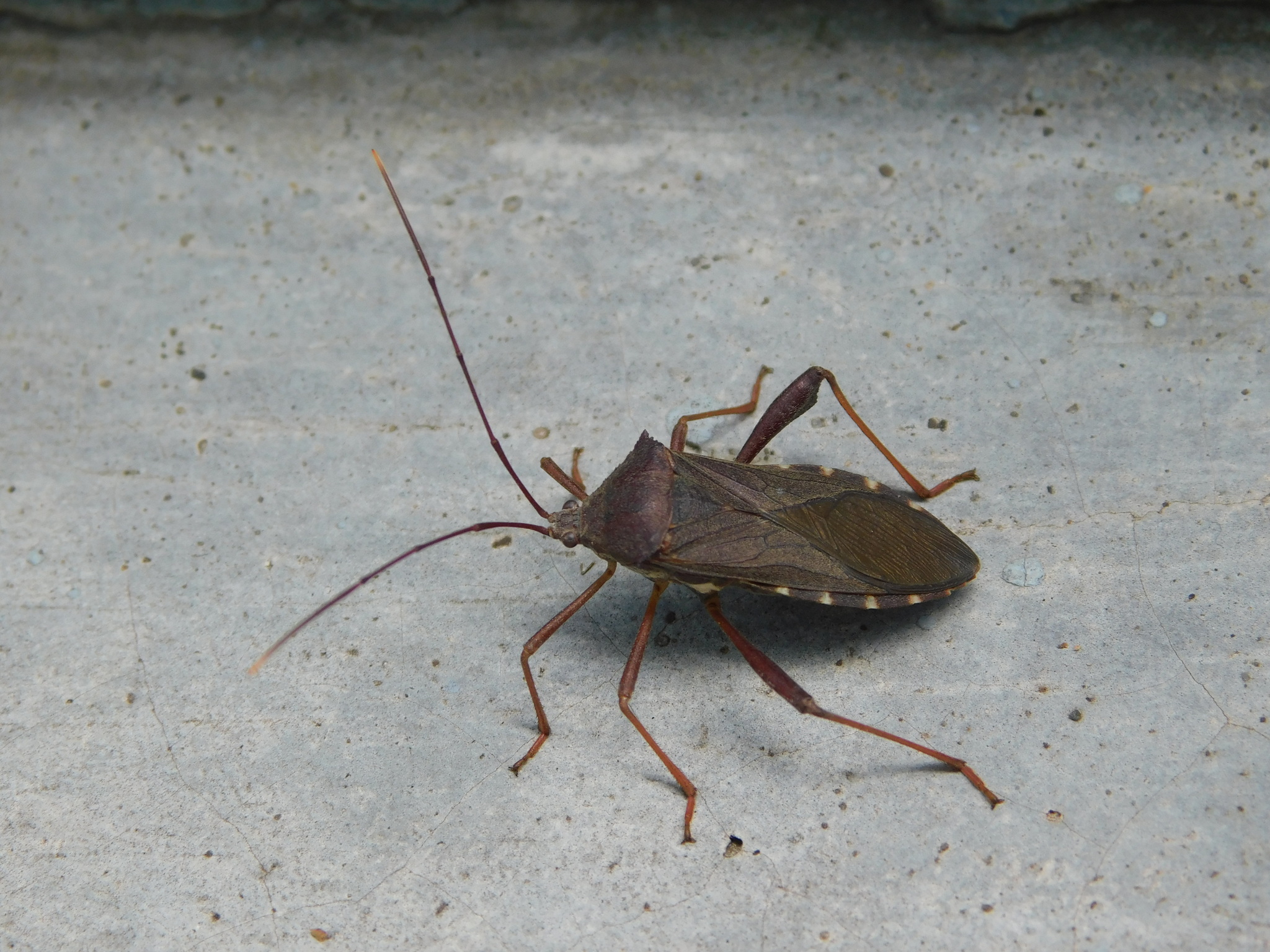 Mictis longicornis Westwood, 1842