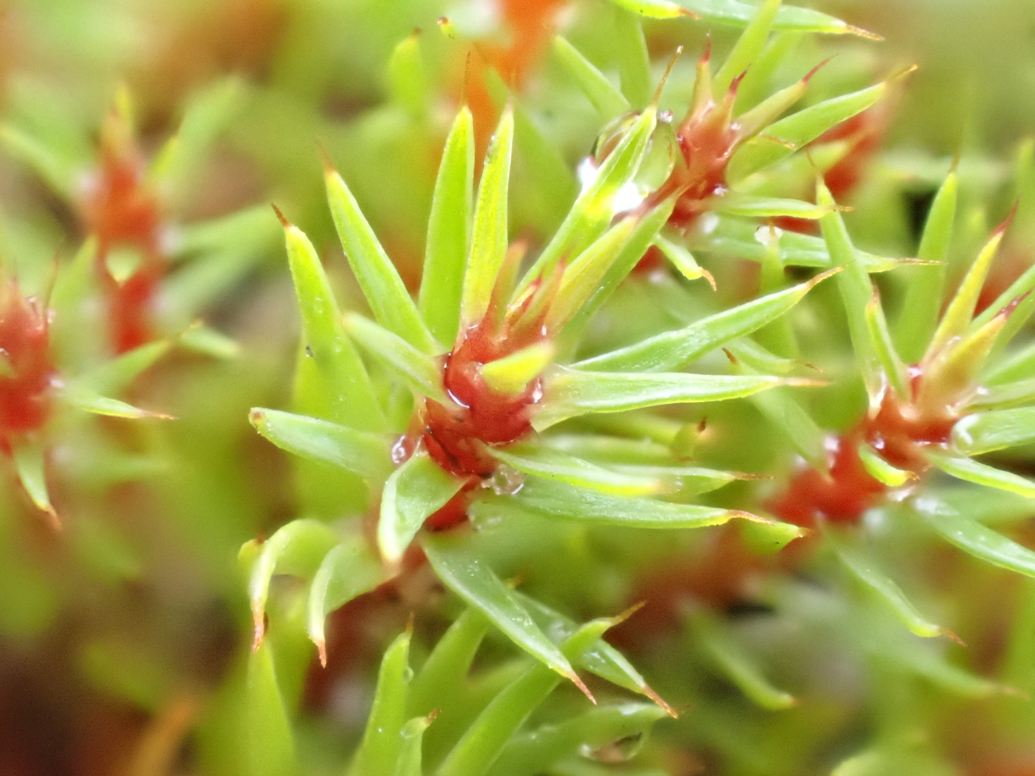 Pogonatum urnigerum Palisot de Beauvois, 1805
