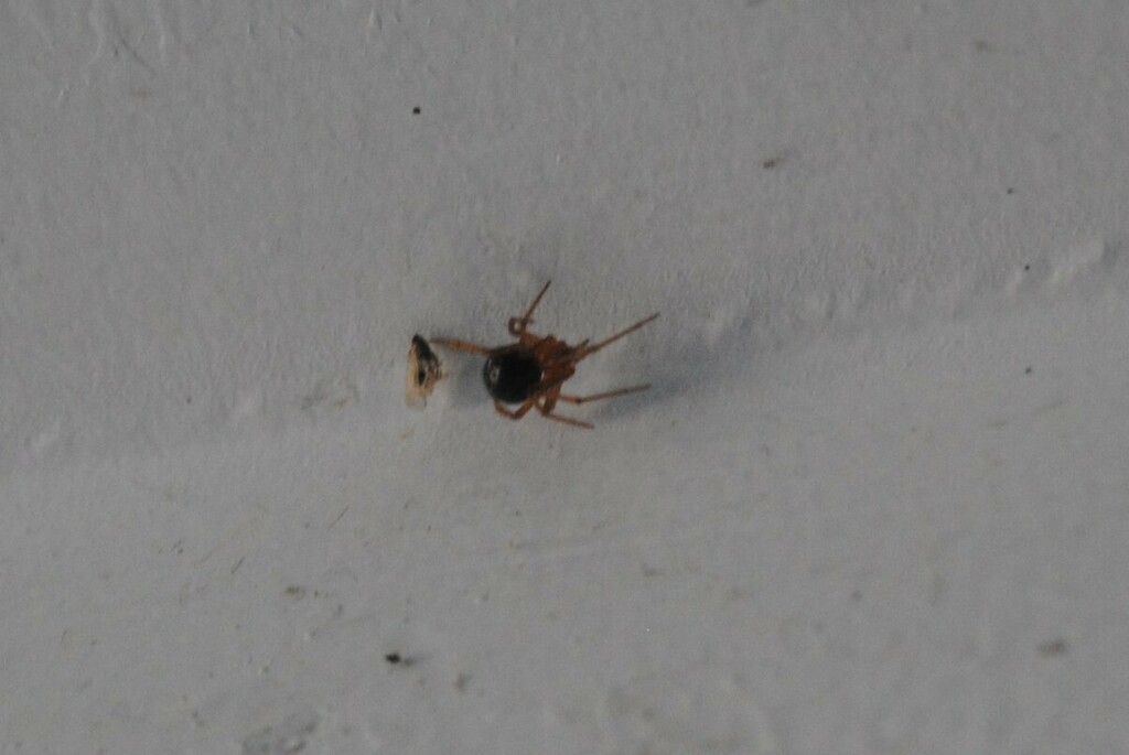 Cobweb Spiders in January 2023 by Eve · iNaturalist