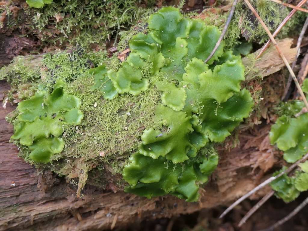 Monoclea forsteri from Taupo, Bay of Plenty, New Zealand on January 3 ...