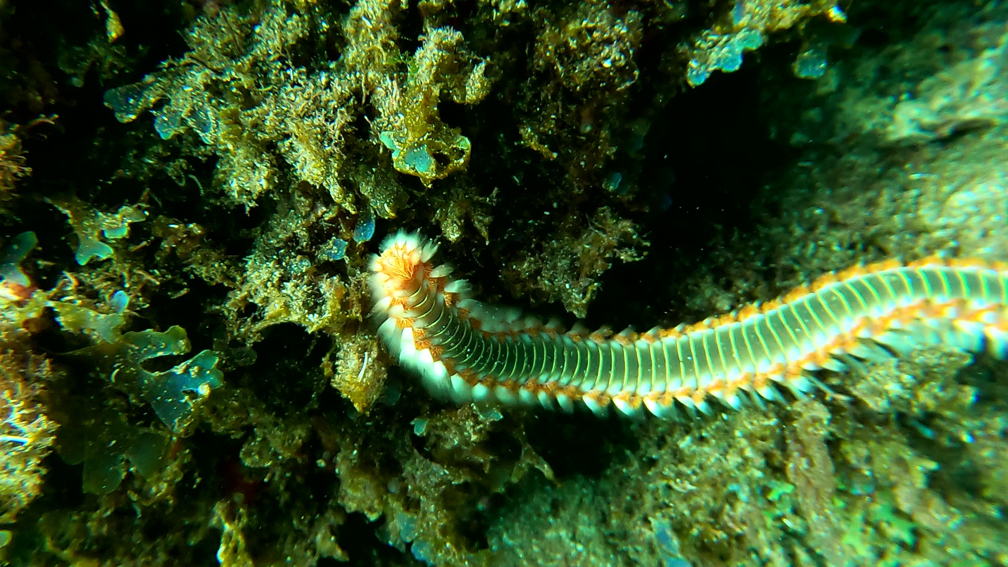 Annelida