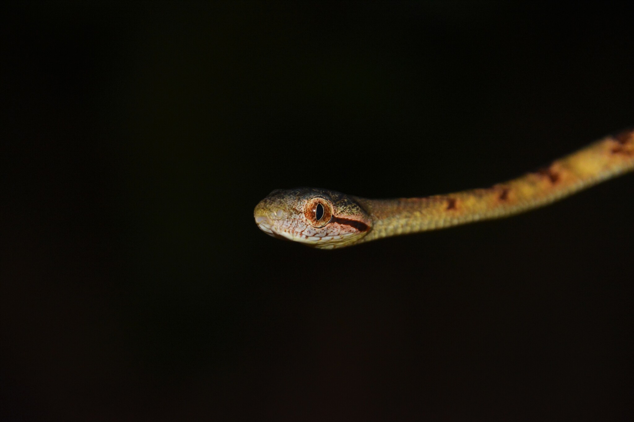 Boiga cynodon (Boie, 1827)