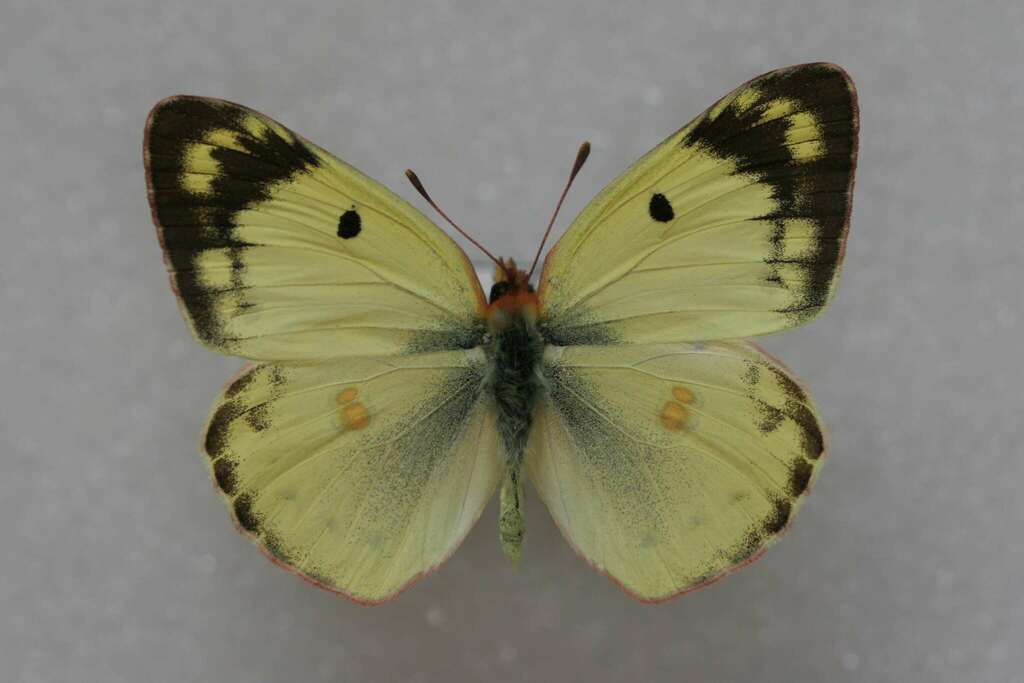 Colias hyale alta from Kungej-Alatau, Kirgisistan on July 27, 2005 at ...