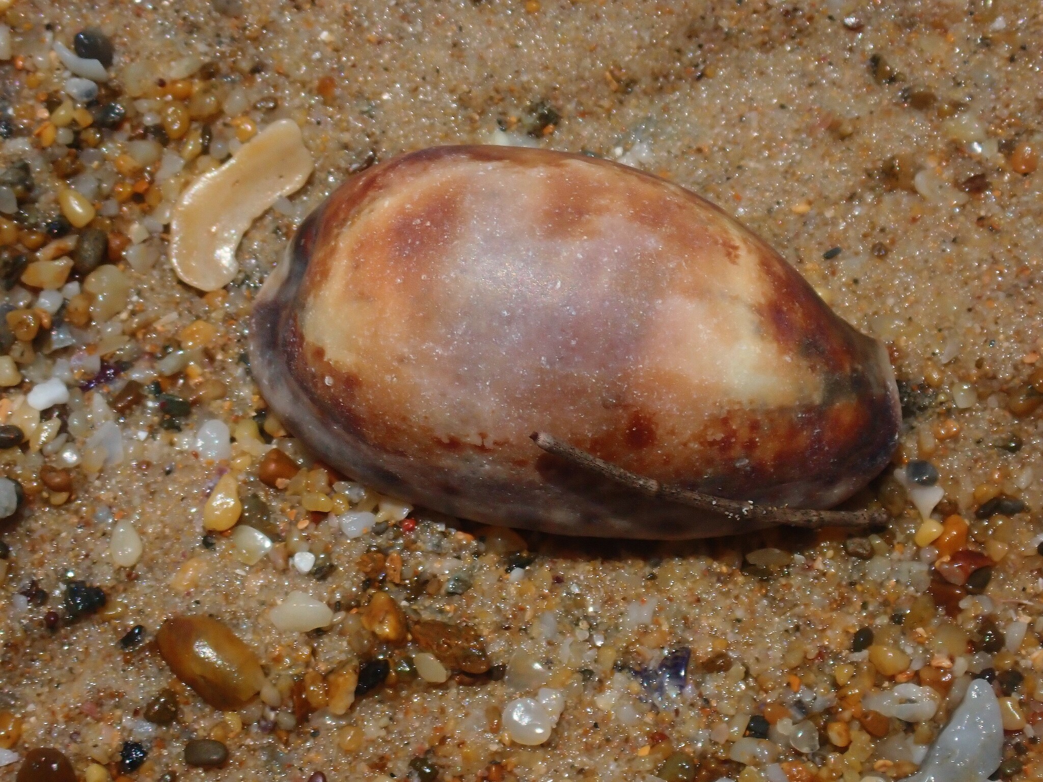 Lyncina lynx (Linnaeus, 1758)