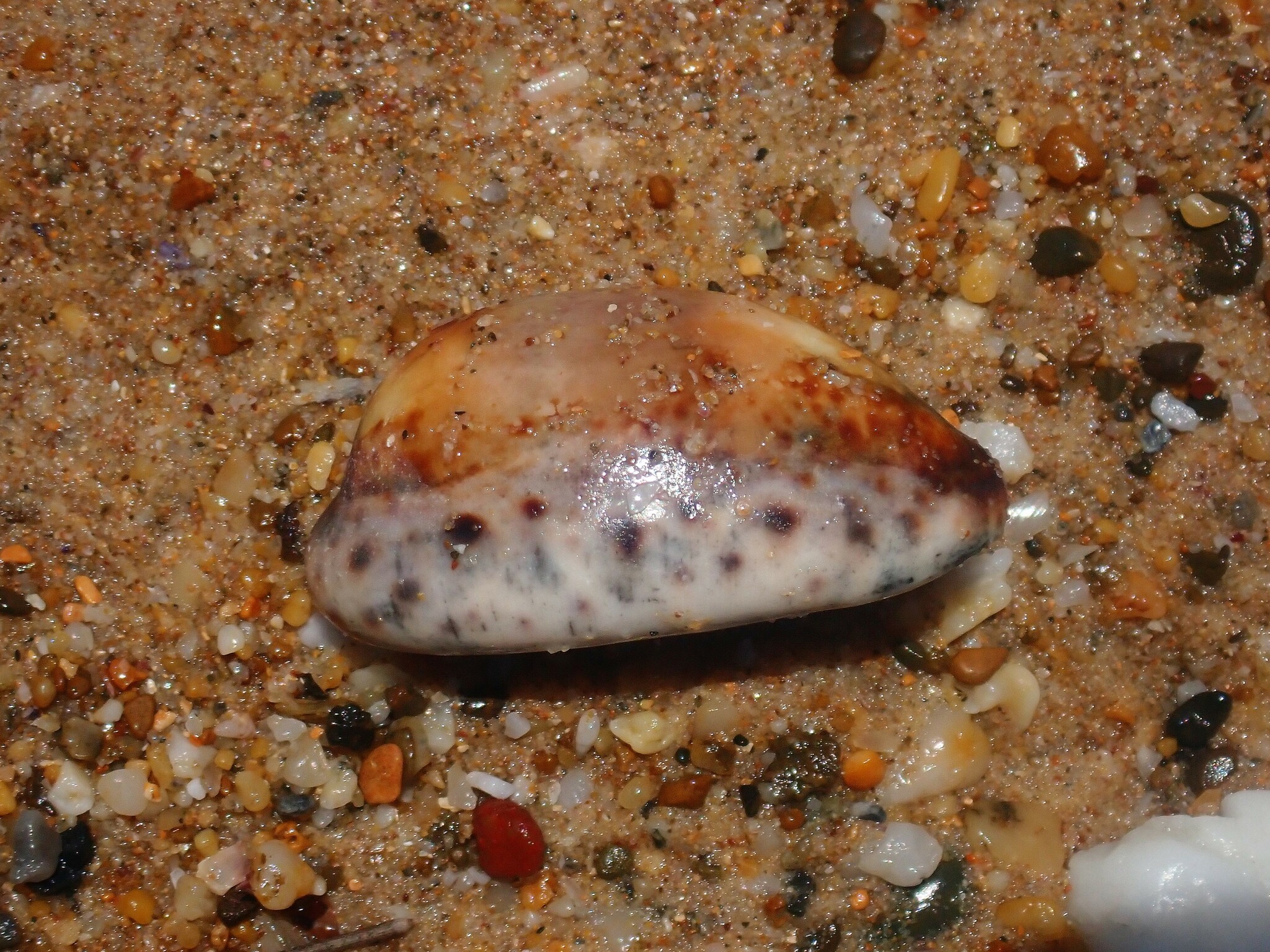 Lyncina lynx (Linnaeus, 1758)