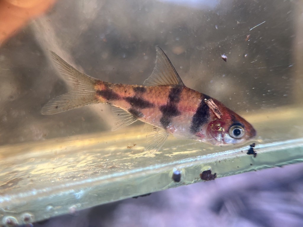 Zebra Barb (Desmopuntius johorensis) - Marine Life Identification