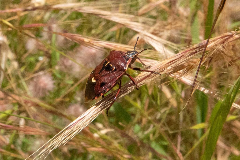 Brown soldier bug from Castlemaine VIC, Australia on November 30, 2022 ...