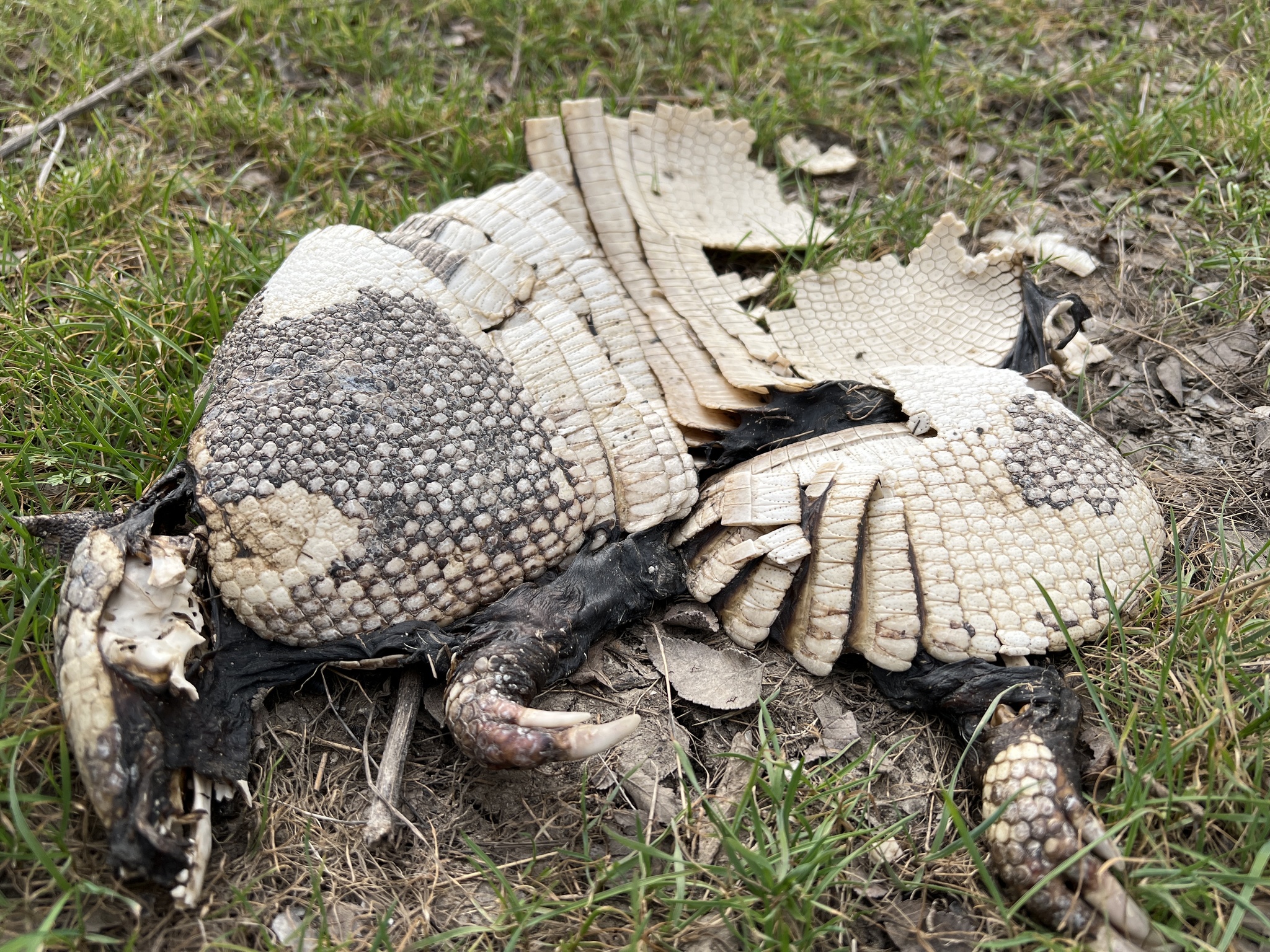 Dasypus novemcinctus Linnaeus, 1758