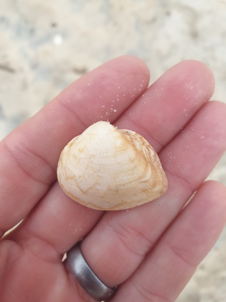 Cucullaea petita from Mermaid Beach QLD 4218, Australia on January 4 ...