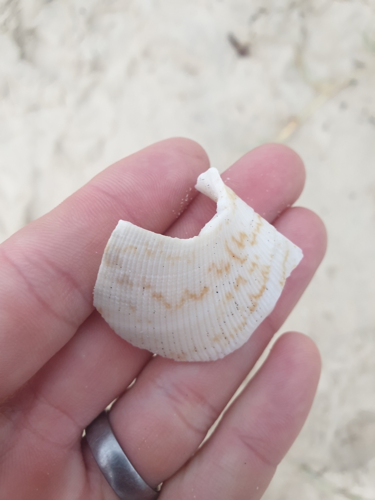 Cucullaea petita from Queensland, Australia on January 4, 2023 at 06:17 ...