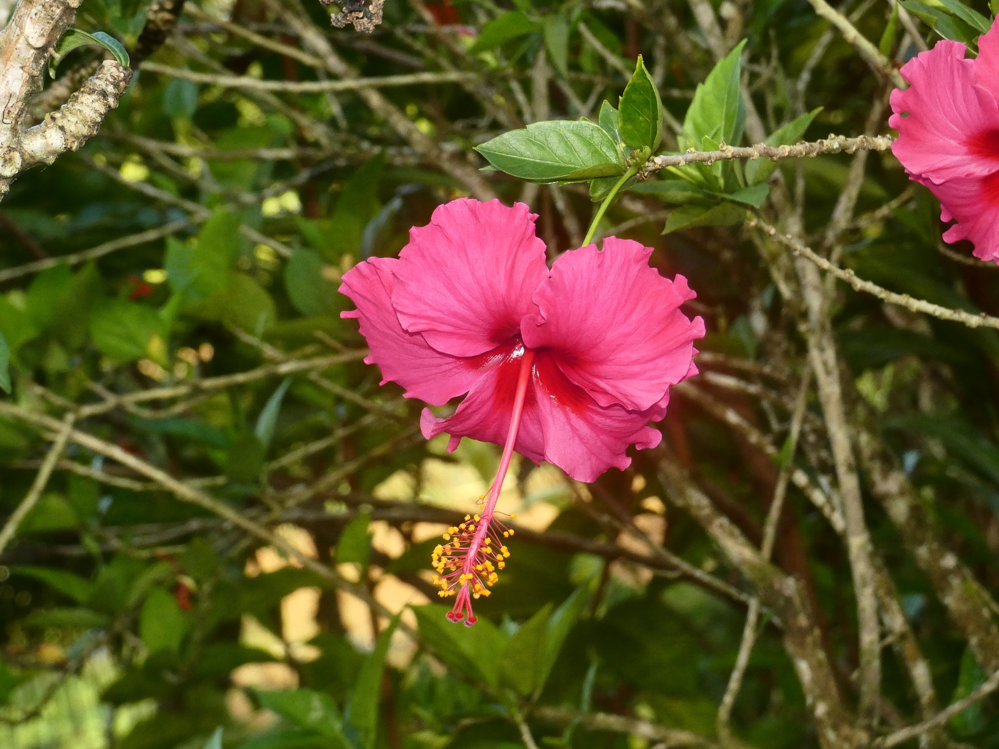 Hibiscus rosa-sinensis L.