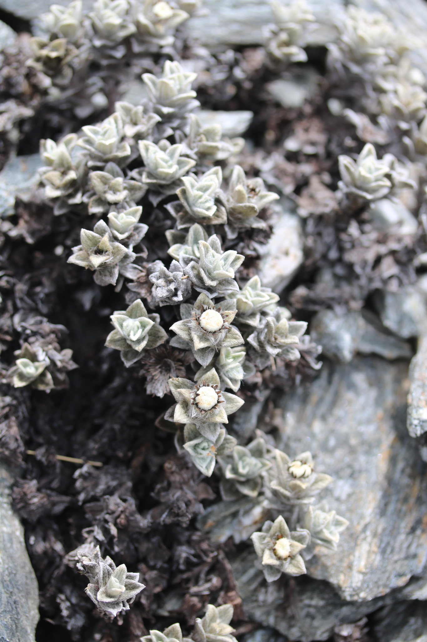 Haastia sinclairii Hook.fil.