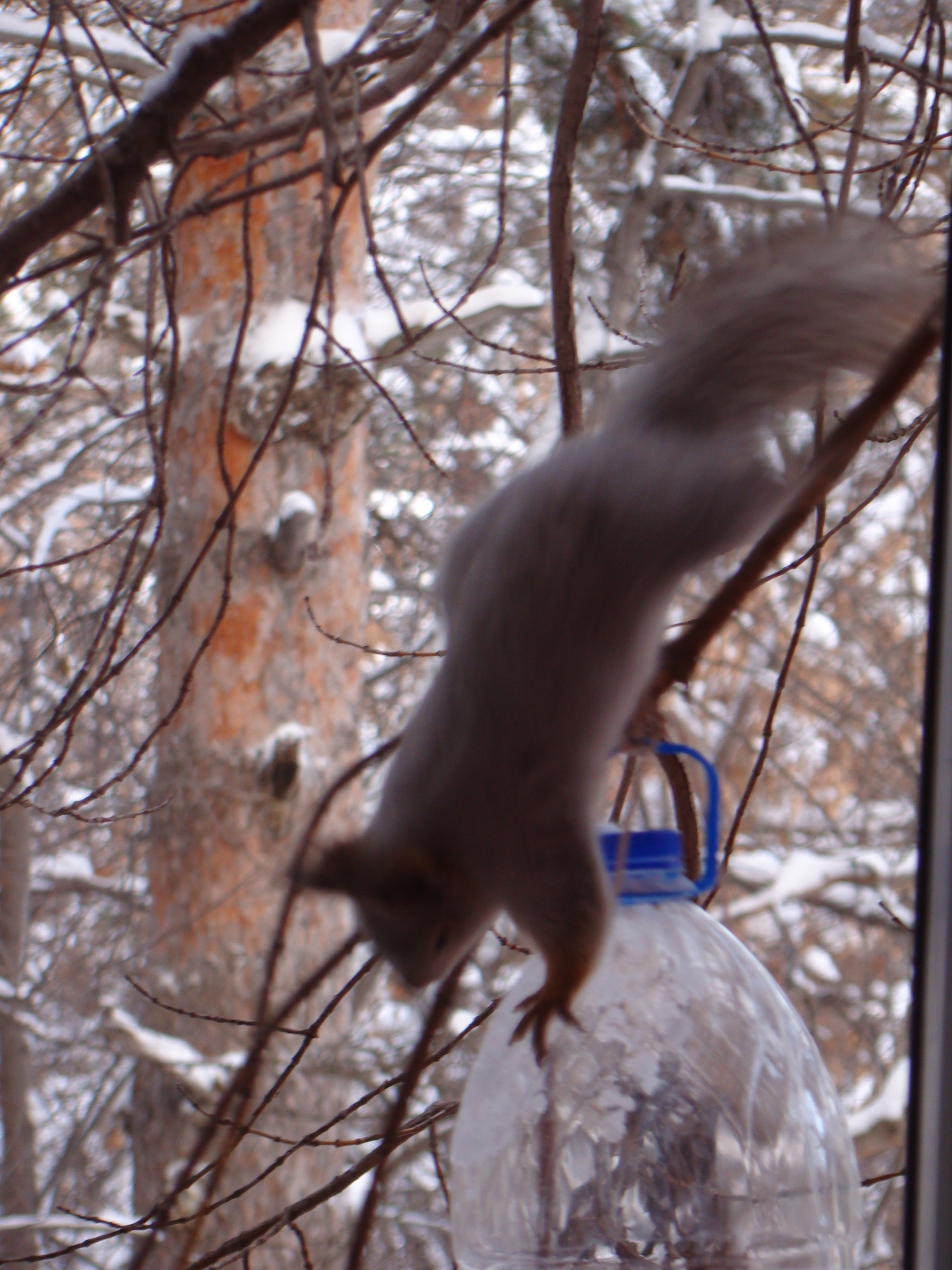 Sciurus vulgaris Linnaeus, 1758