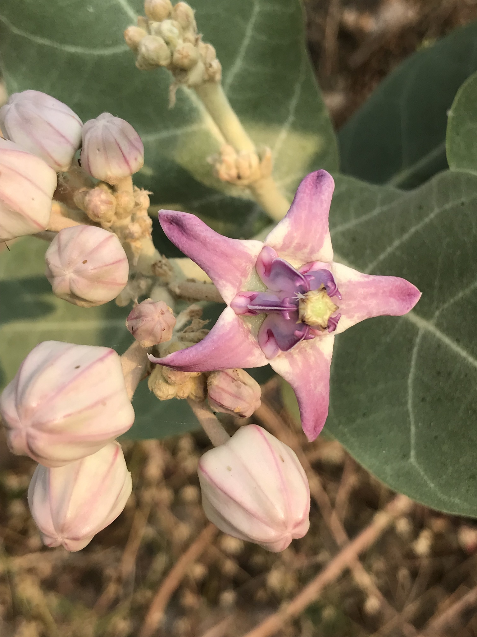 Calotropis R.Br.