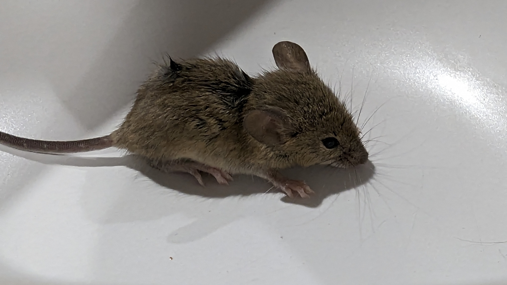 Mus musculus Linnaeus, 1758