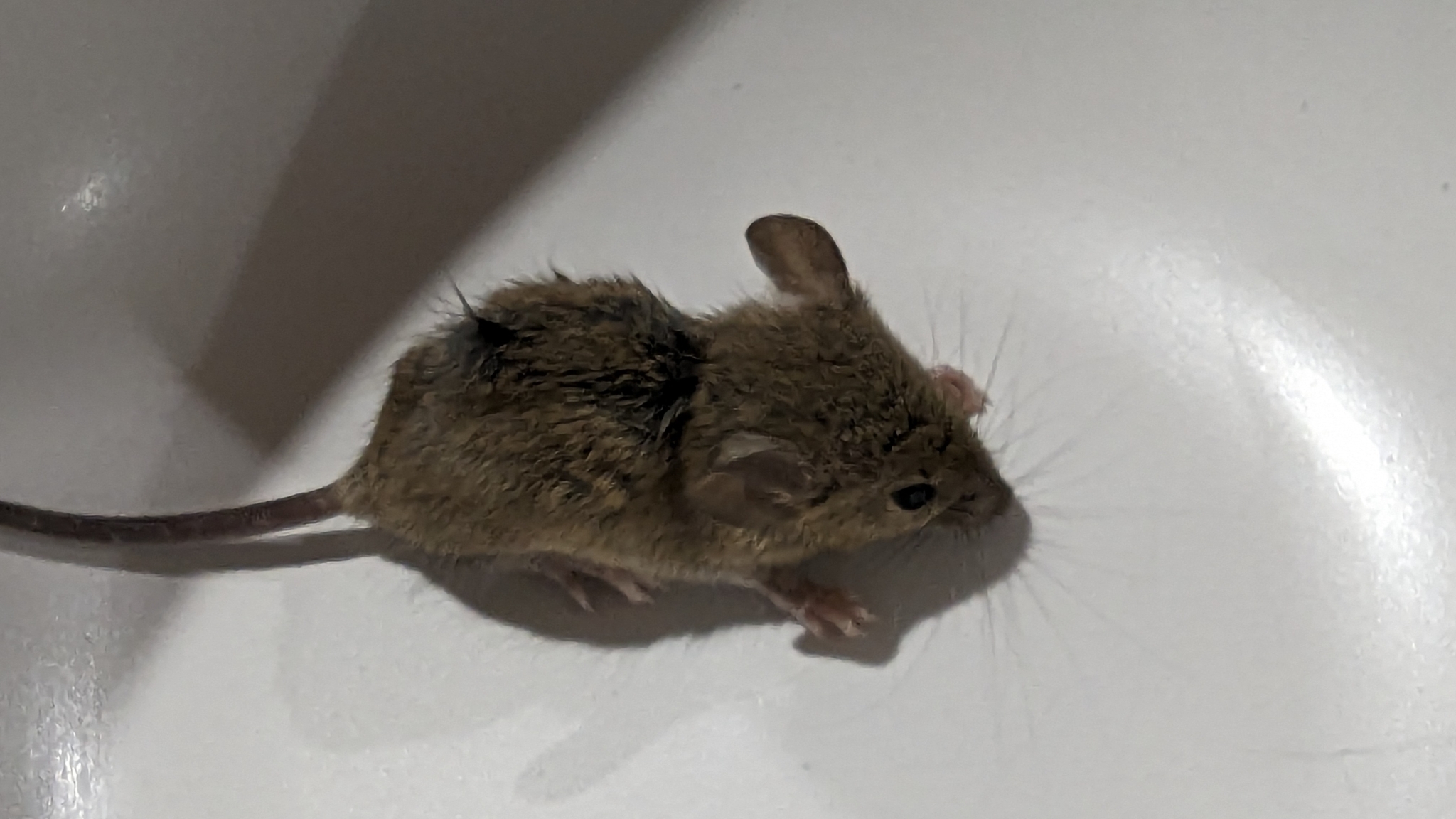 Mus musculus Linnaeus, 1758