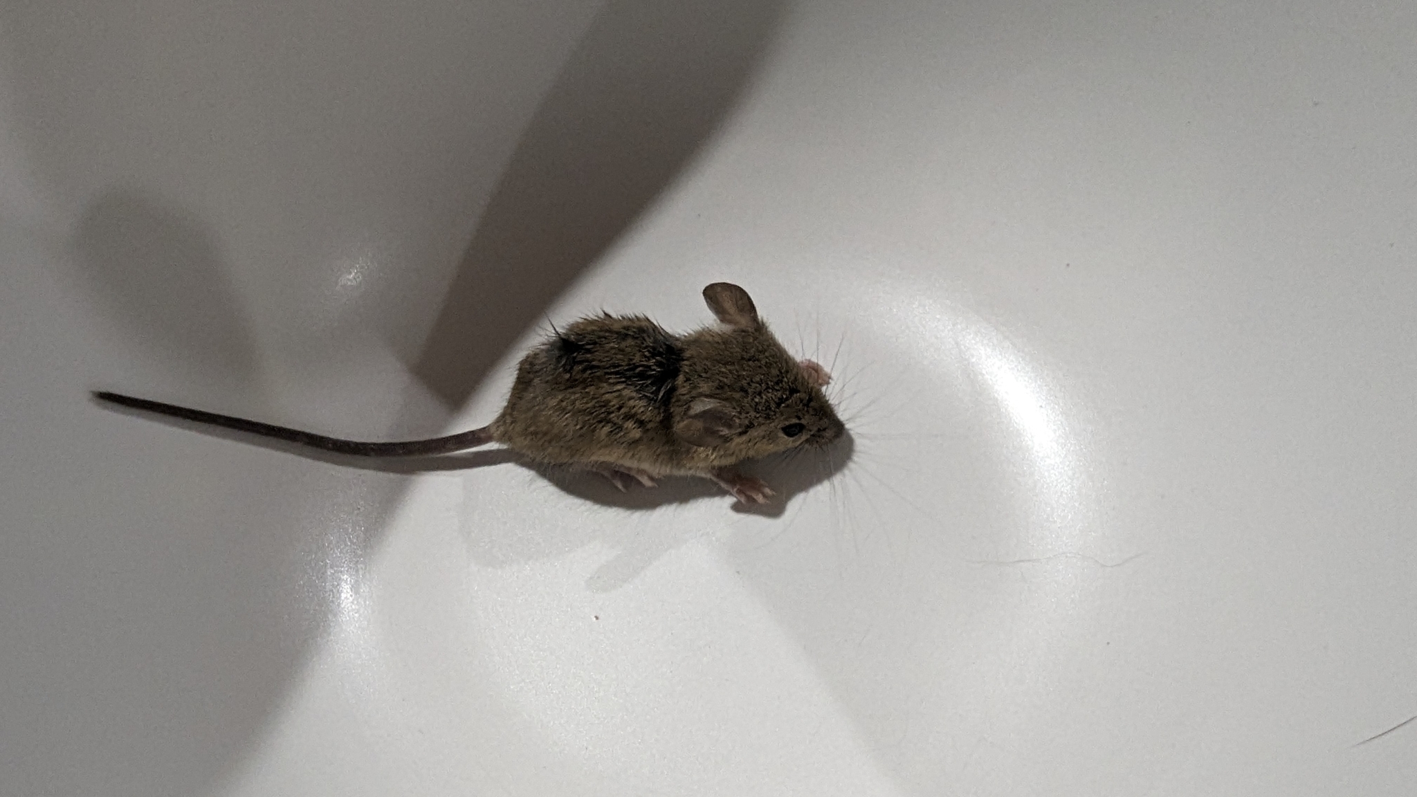 Mus musculus Linnaeus, 1758