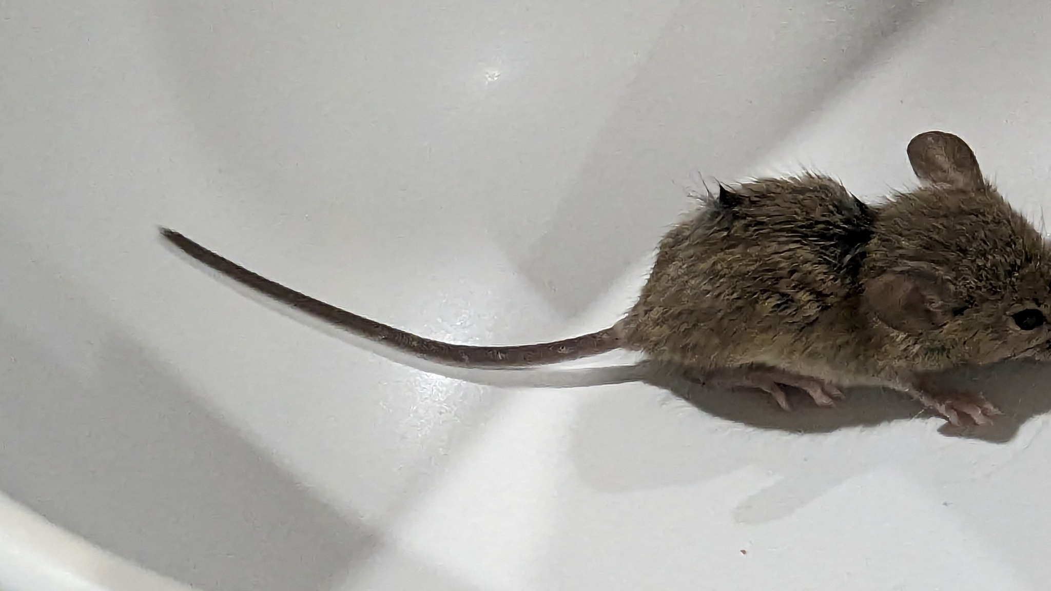 Mus musculus Linnaeus, 1758