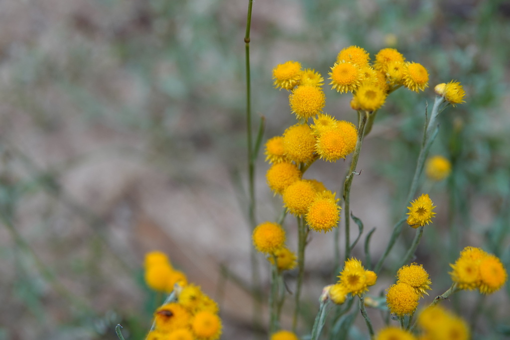 Common Everlasting from Wroes Rd, Jimenbuen, NSW, AU on December 28 ...