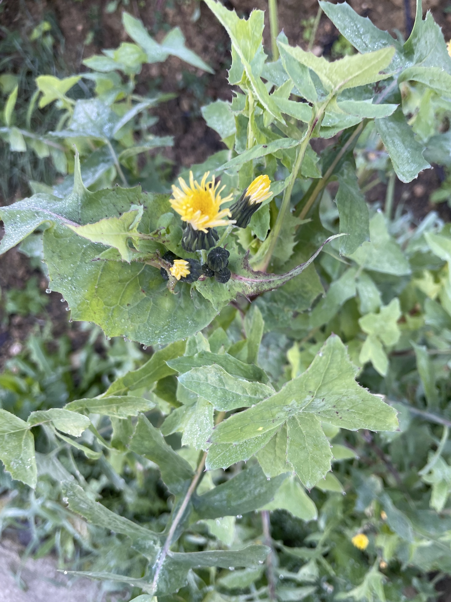Sonchus oleraceus L.