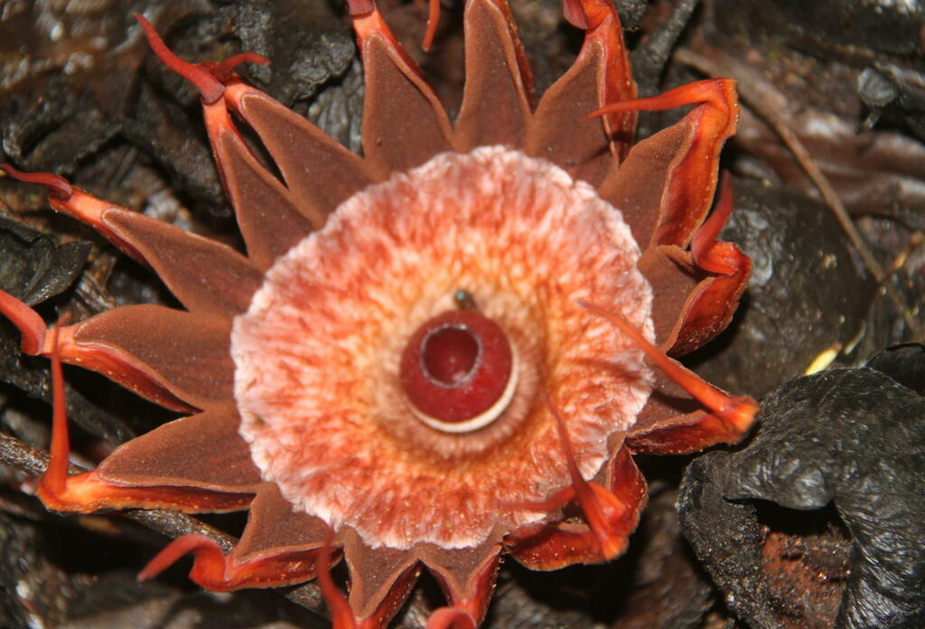 rafflesia family (Rafflesiaceae) - Botanical Realm