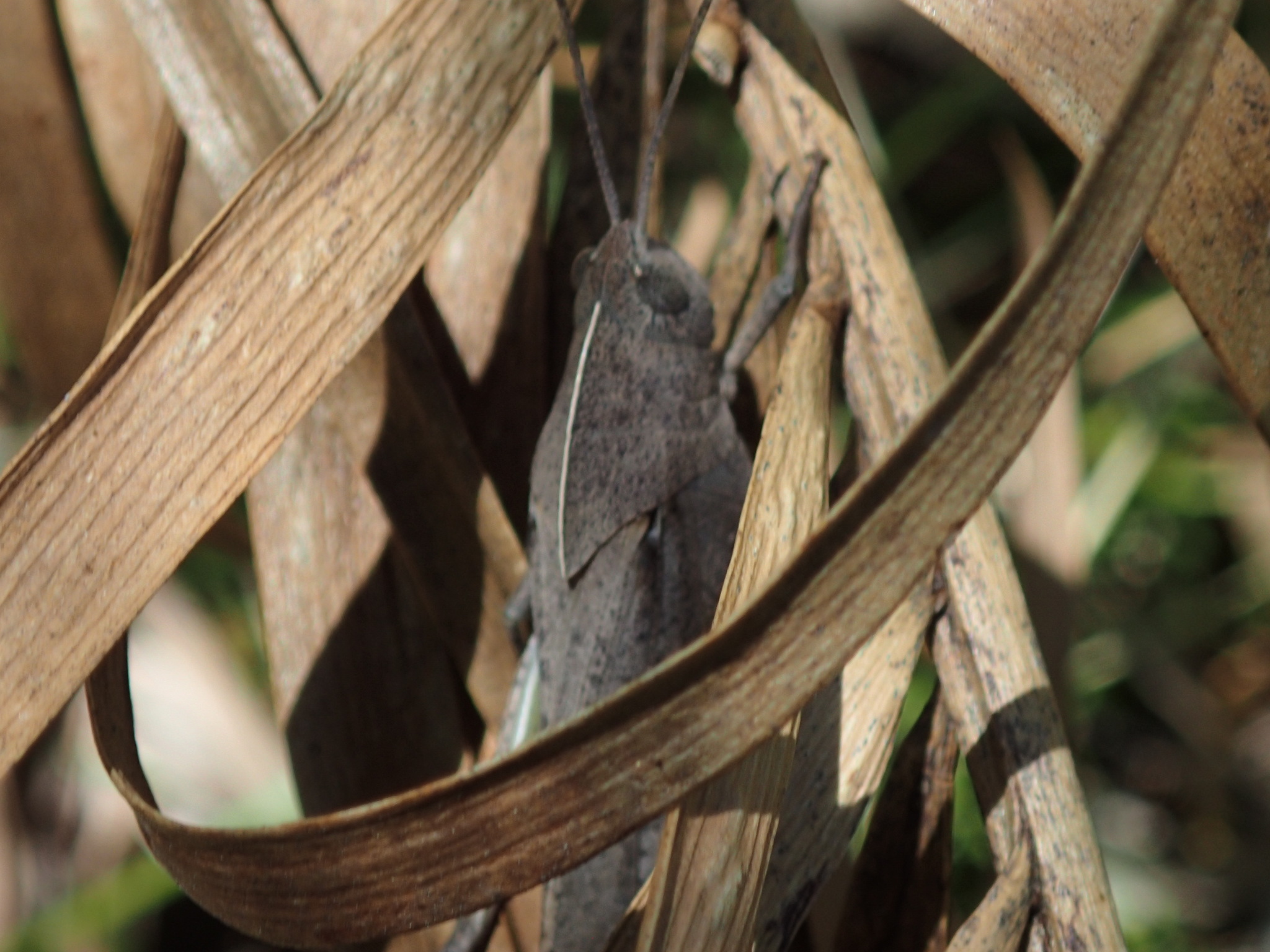Goniaea australasiae (Leach, 1814)
