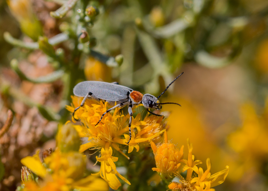Epicauta wheeleri (Meloid Beetles of the United States) · iNaturalist