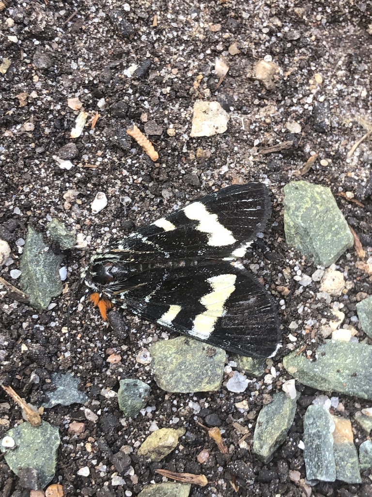 Australian Grapevine Moth from Vietnam War Memorial, Adelaide, SA, AU ...