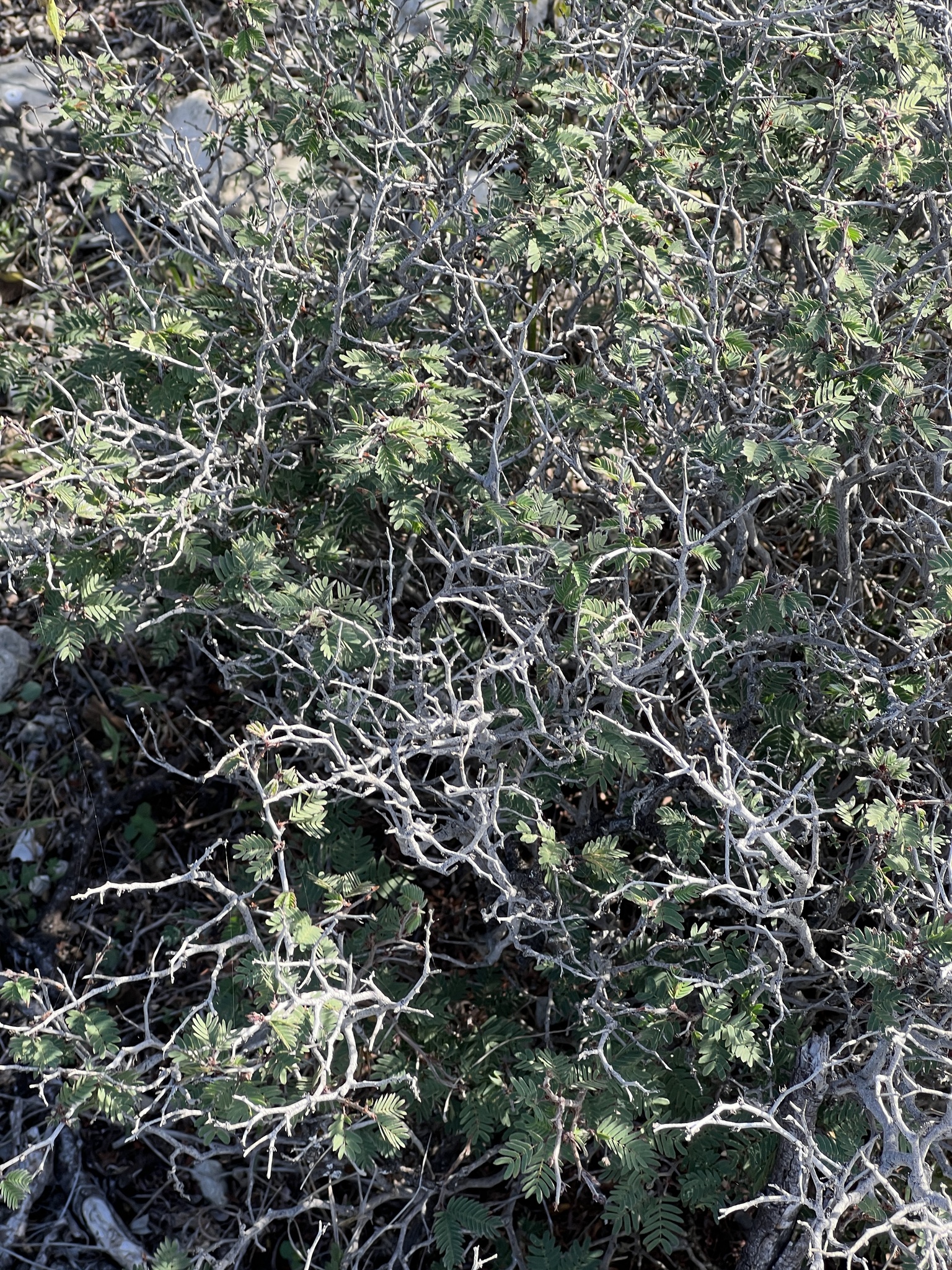 Calliandra conferta Benth.