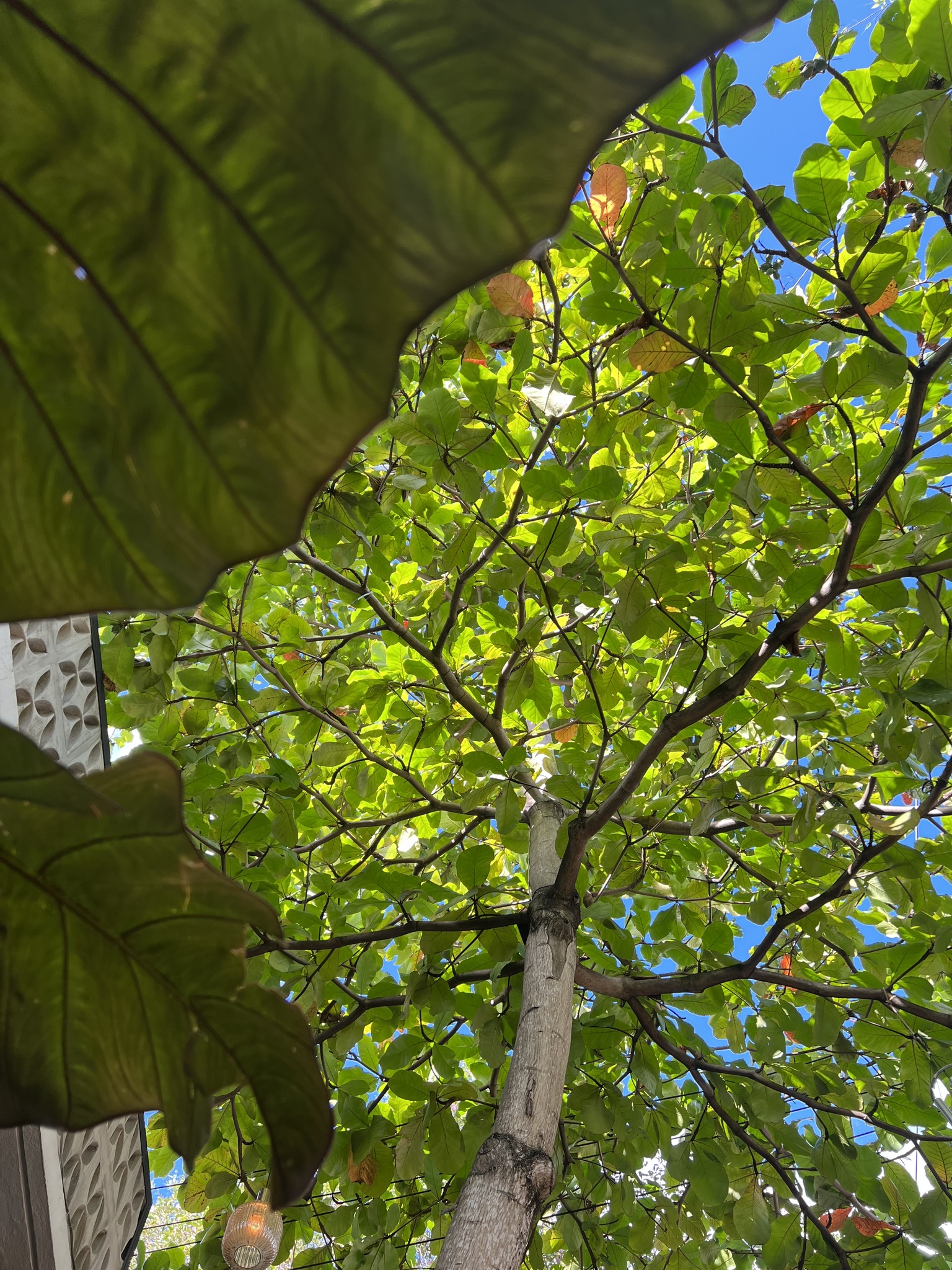 Terminalia catappa L.