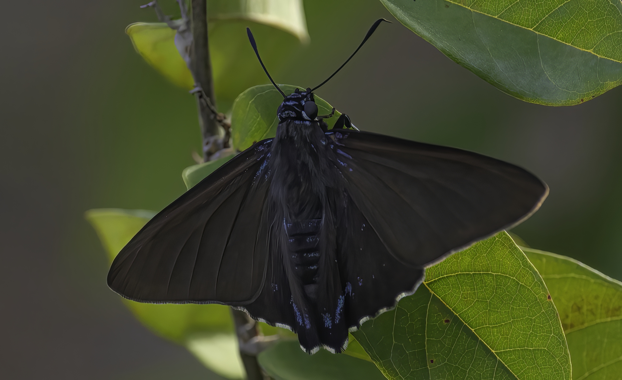 Phocides pigmalion (Cramer, 1779)