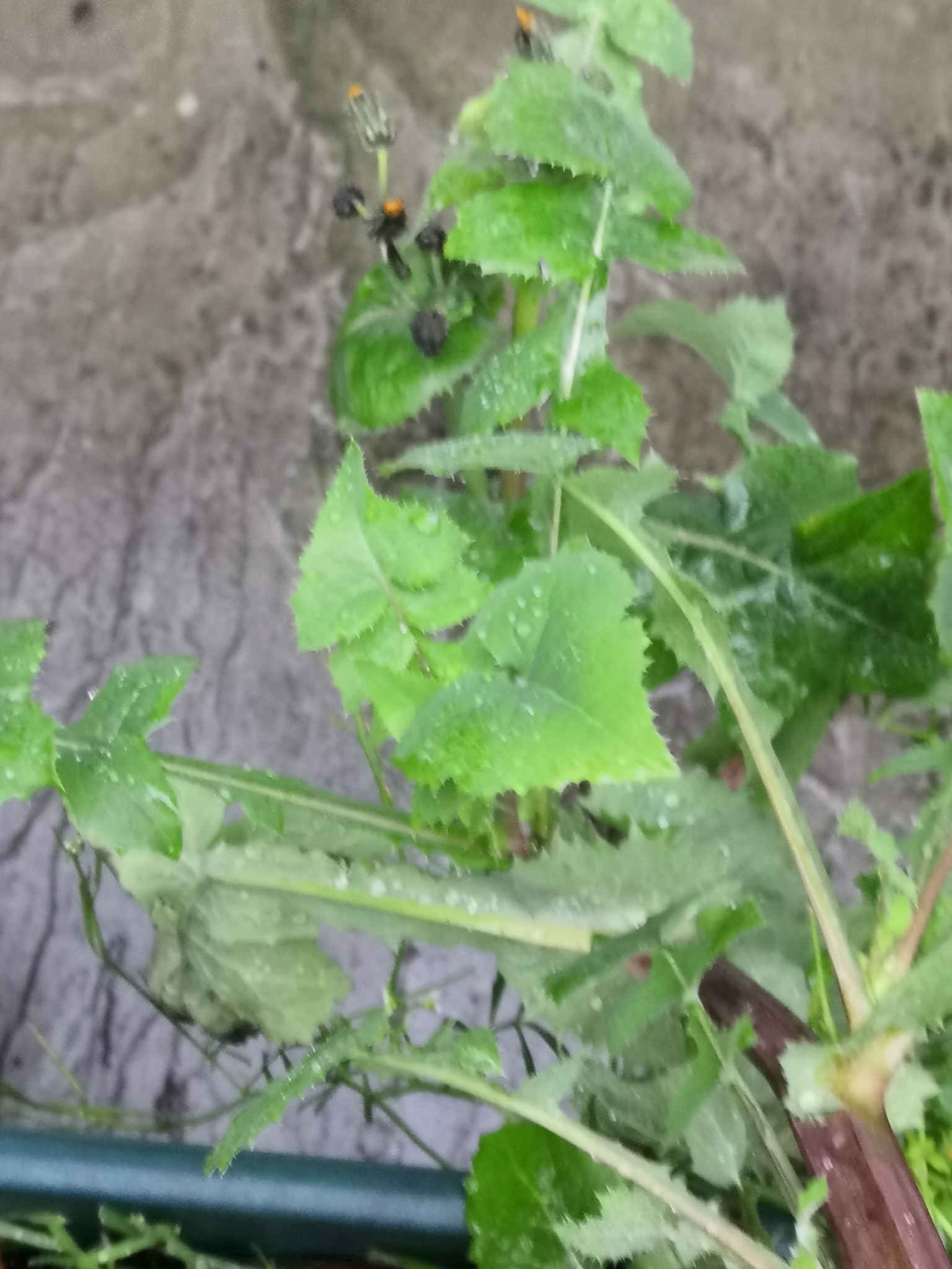 Sonchus oleraceus L.