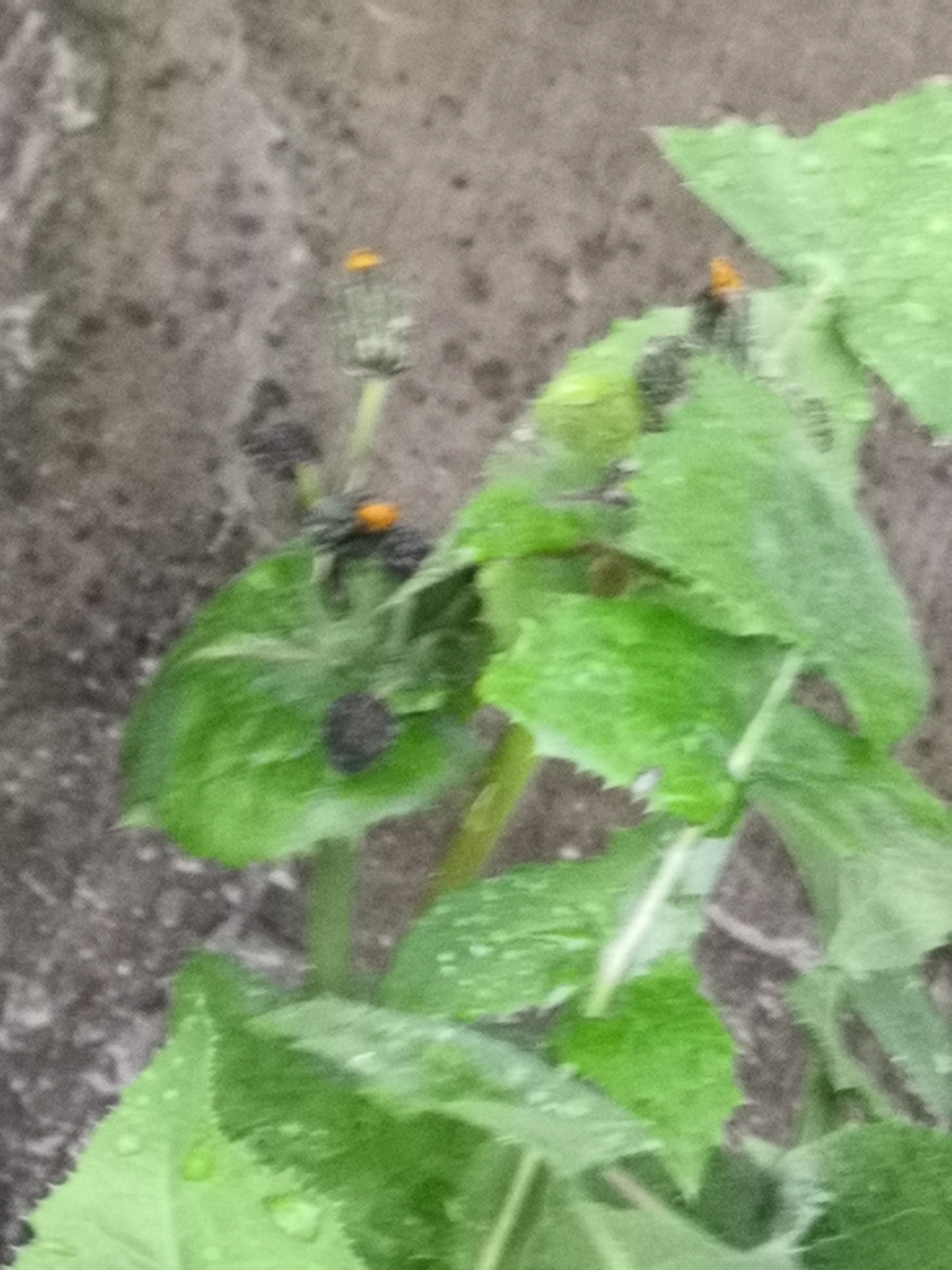 Sonchus oleraceus L.